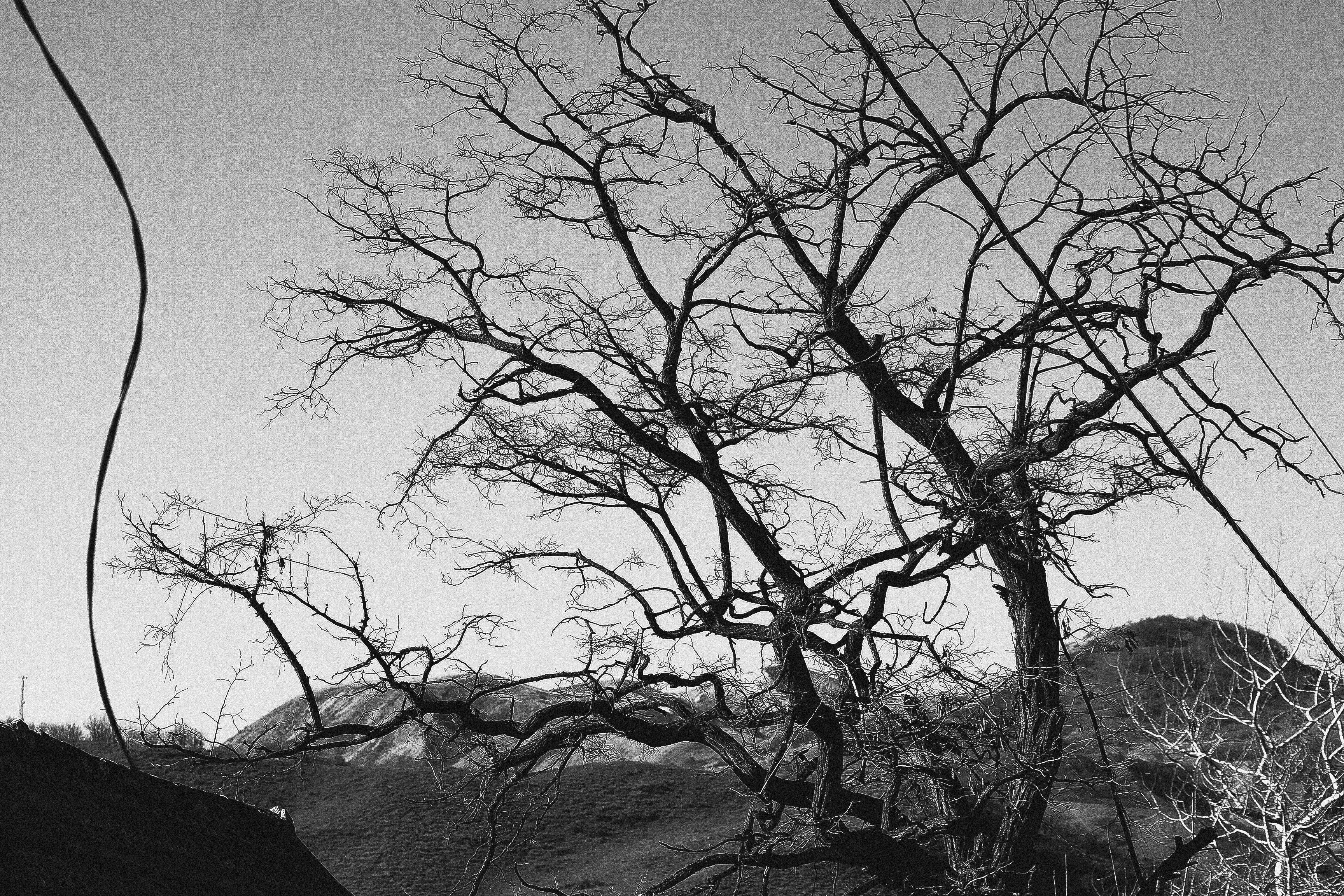 Leafless trees twist against a pale sky, silhouetted over rolling hills; a stark, monochrome landscape emphasizing stark branches and remote terrain.