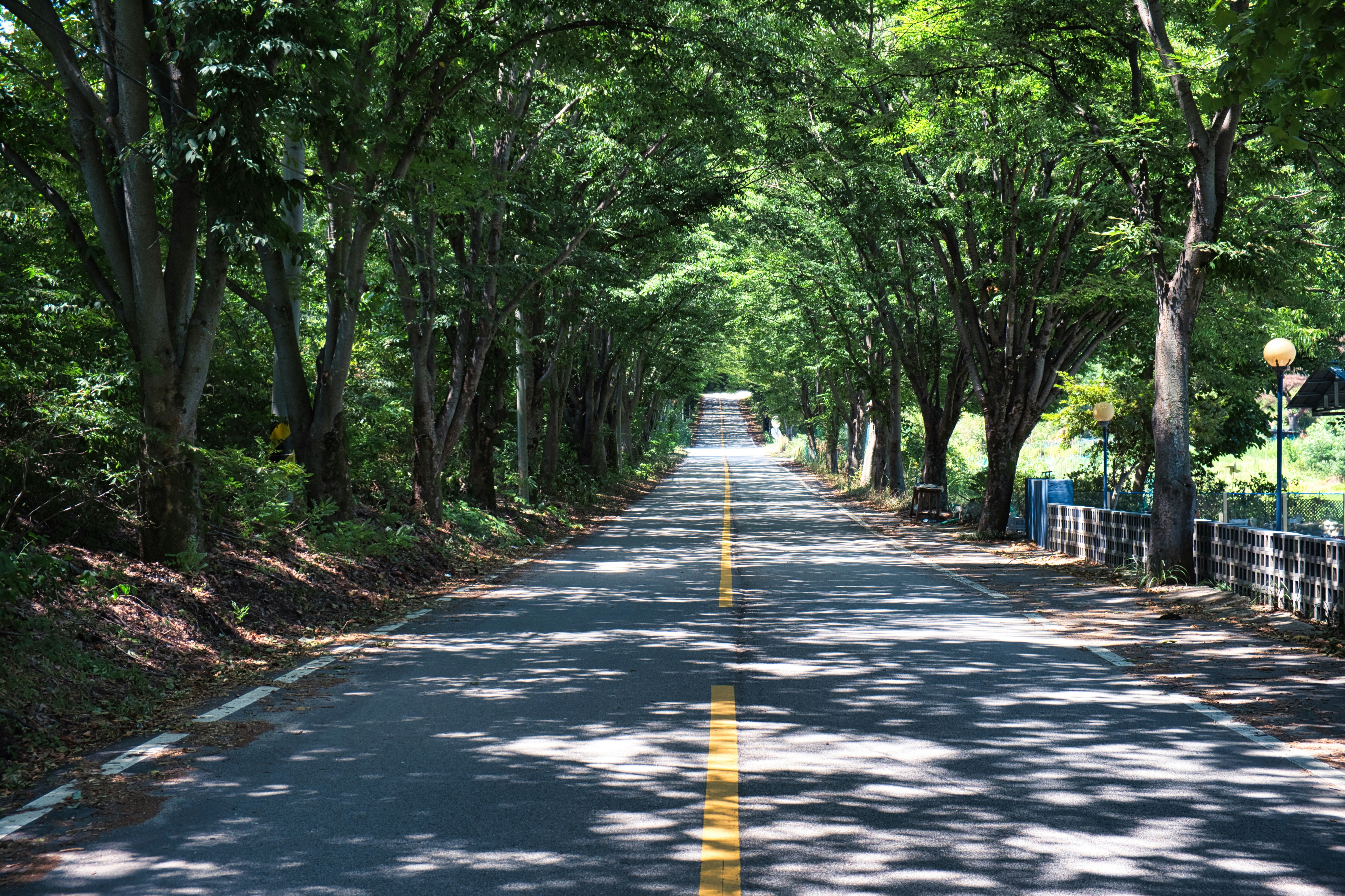 Tree-Canopied Highway: A Quiet Path Through Dappled Light