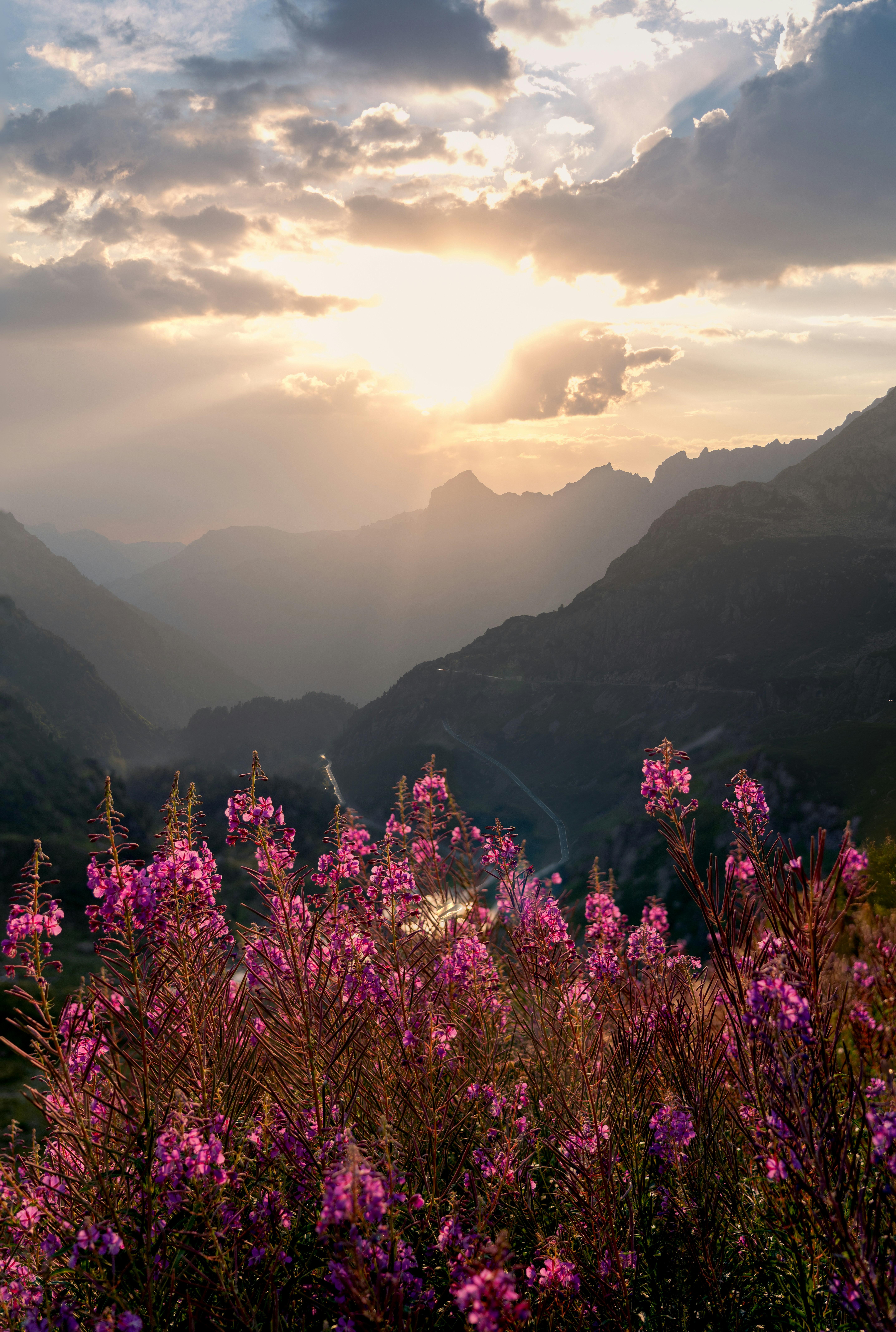 Sunlit Peaks Over a Sea of Lavender