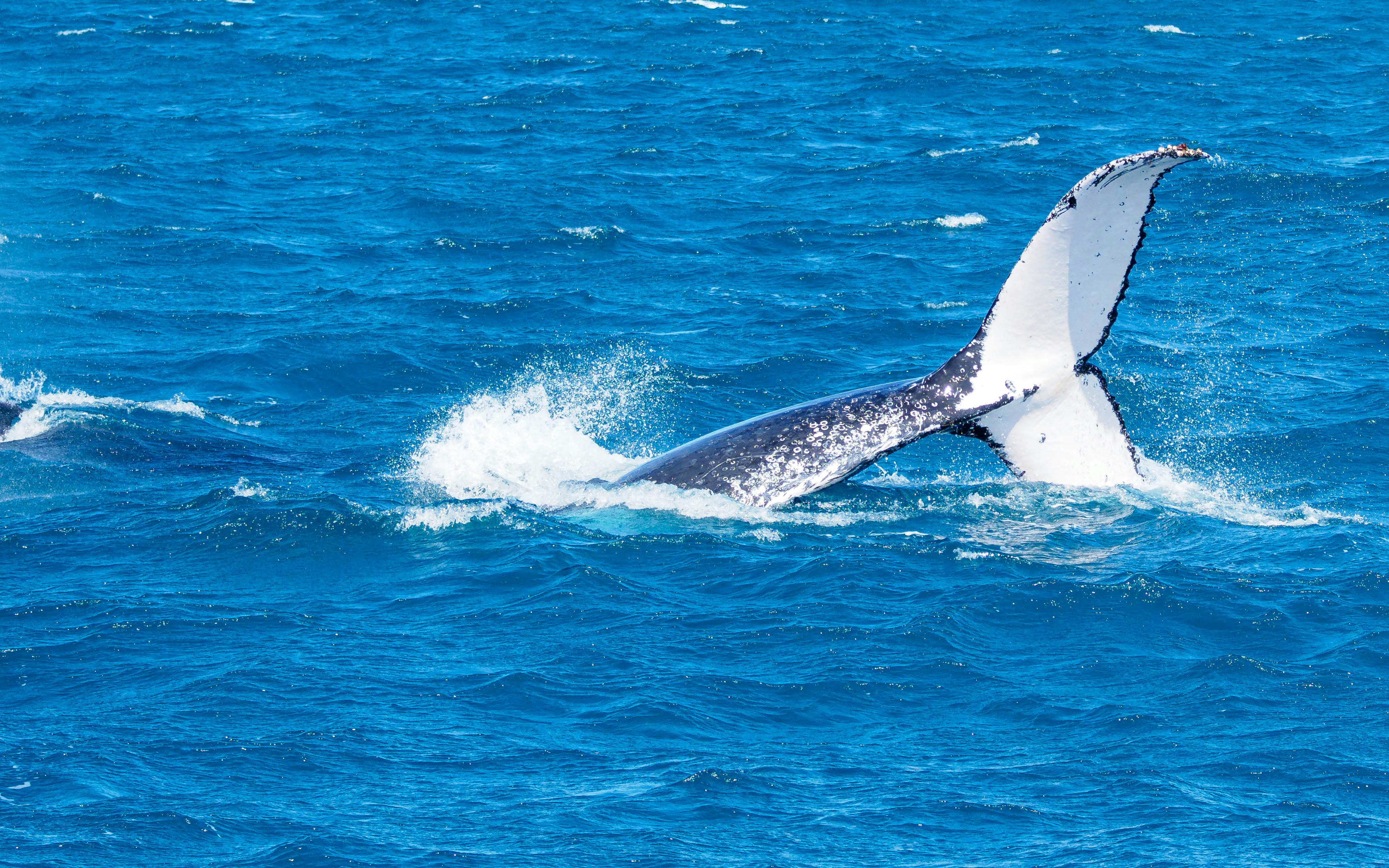 Cresting Tail of a Whale Beneath Indigo Ocean