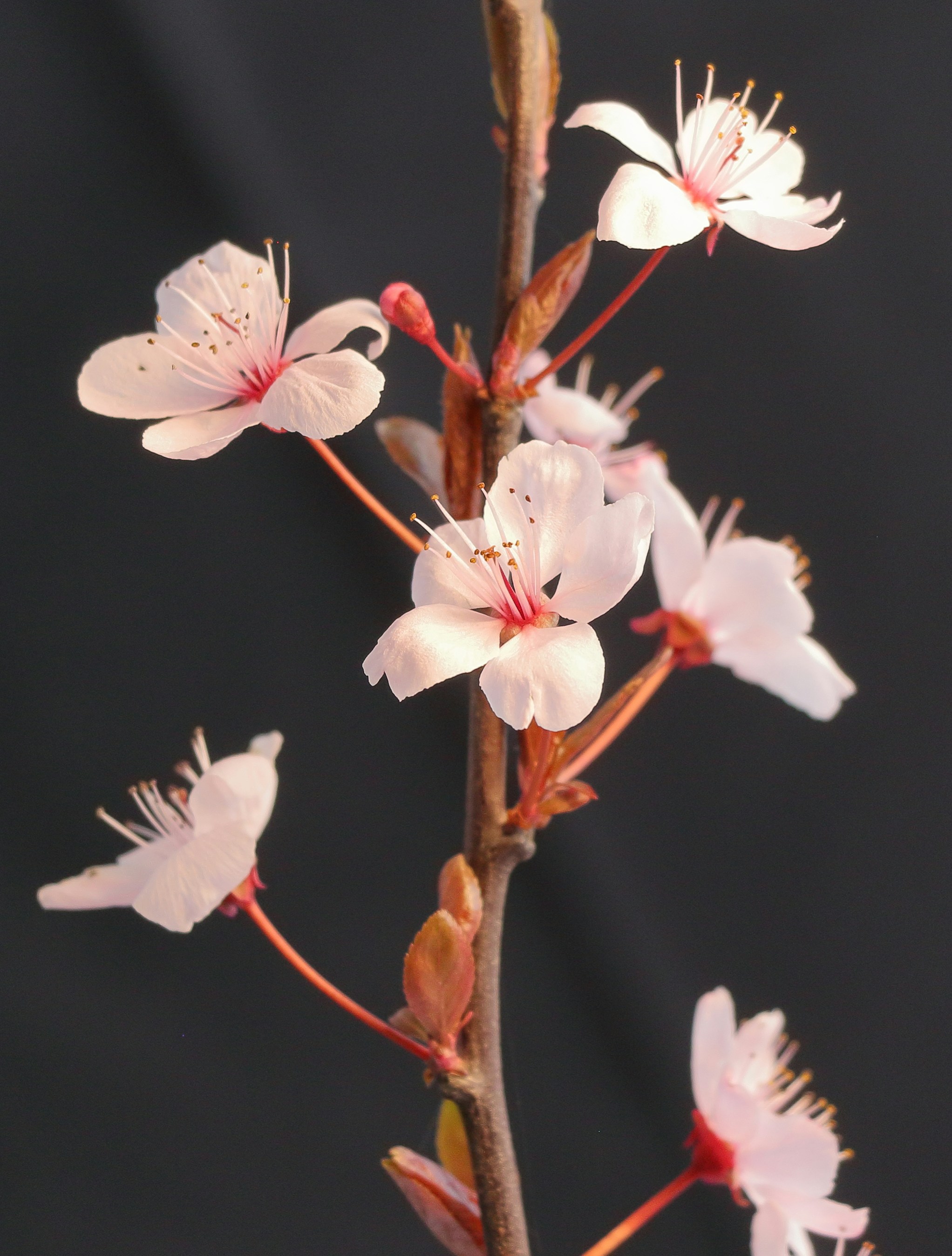 Blossoms on a Dark Thread