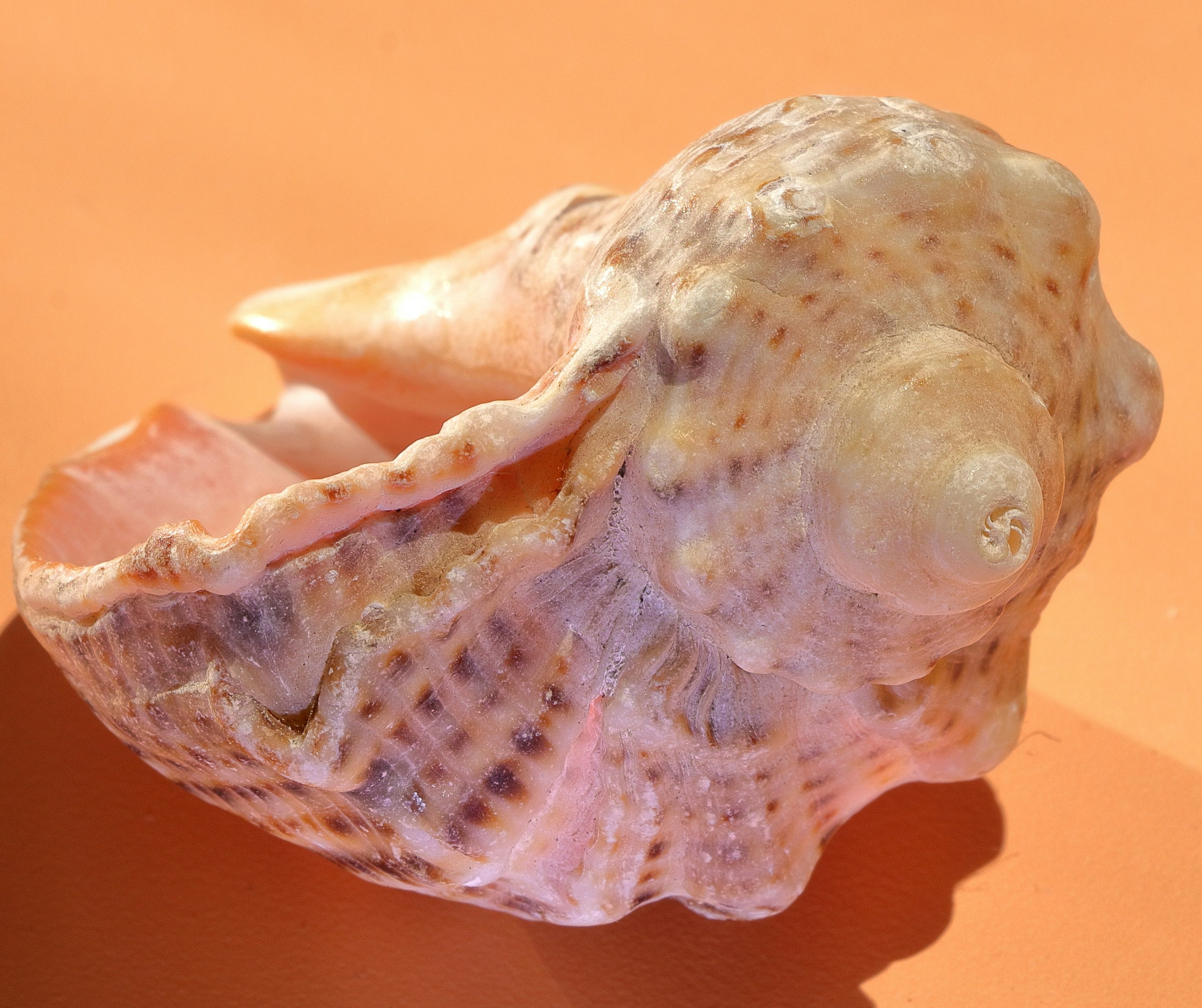 Open-mouthed Conch on a Sunset Table