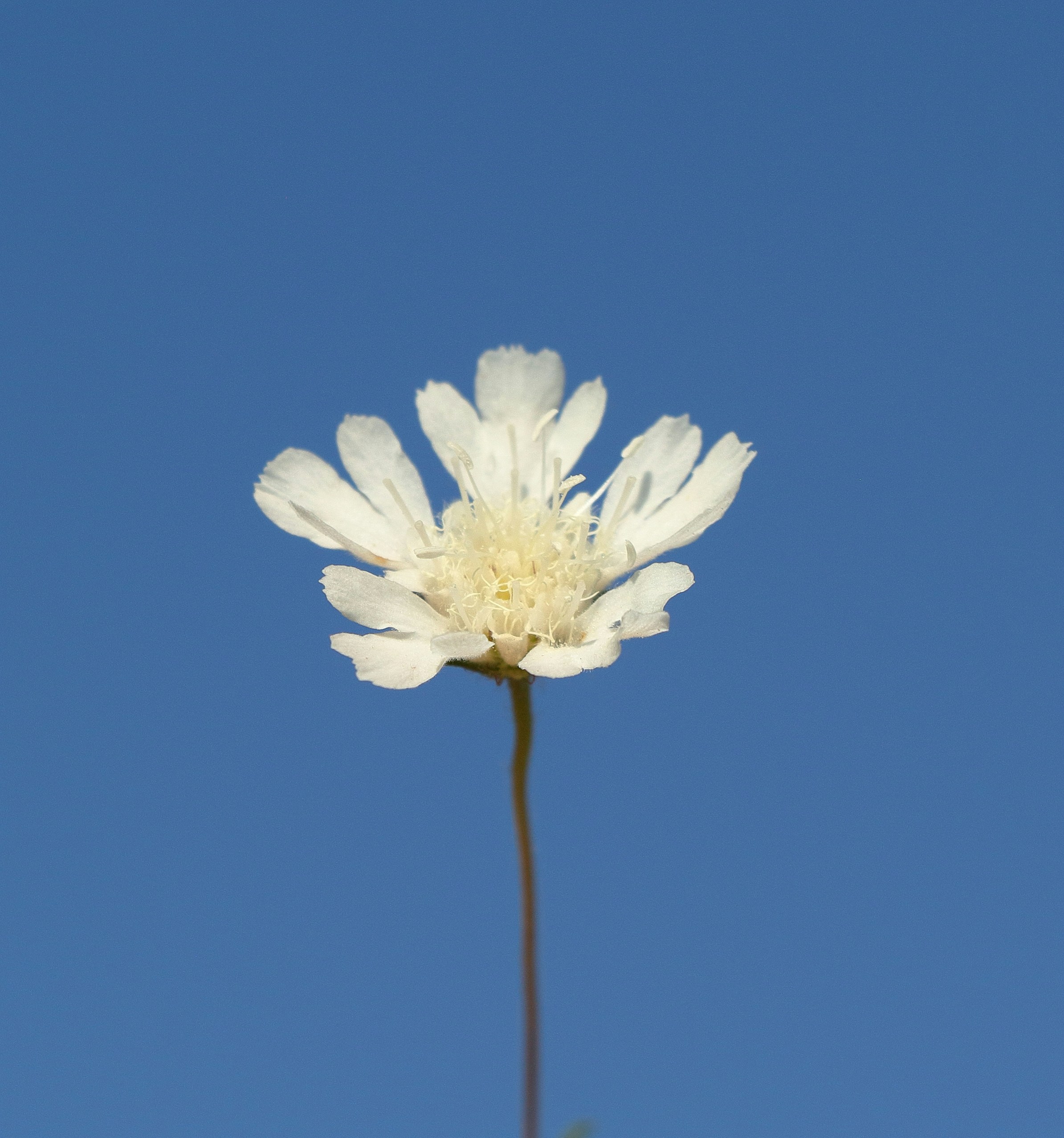 White Bloom Against a Clear Blue Expanse