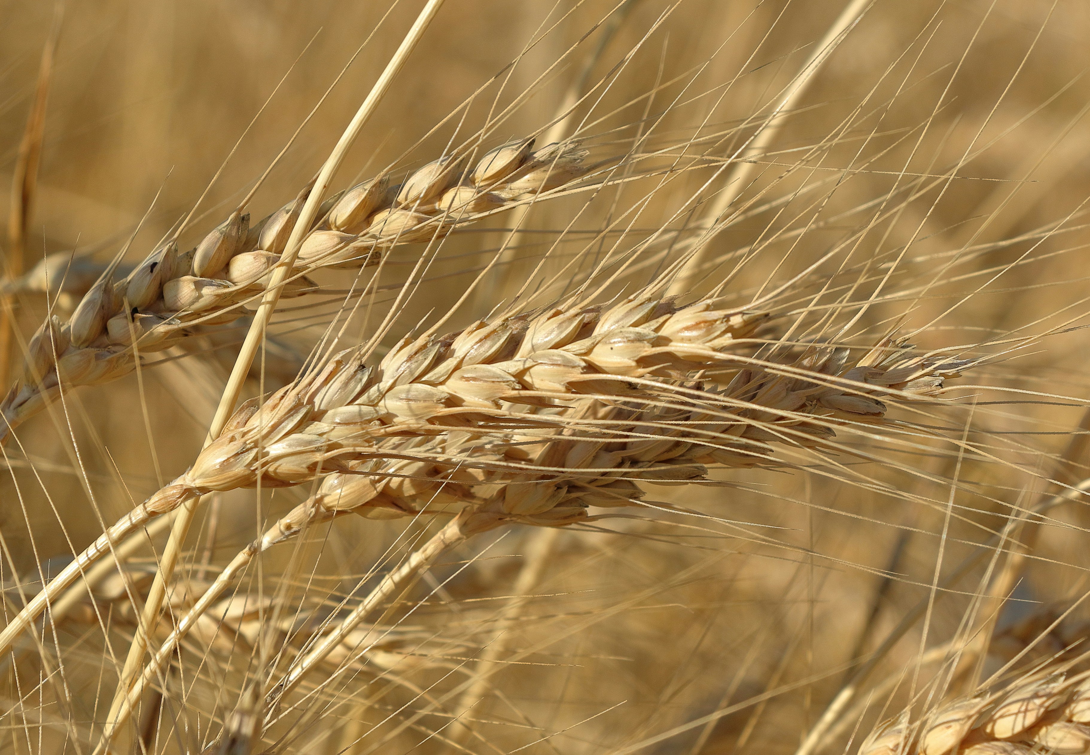 Golden Stalks in the Quiet Field