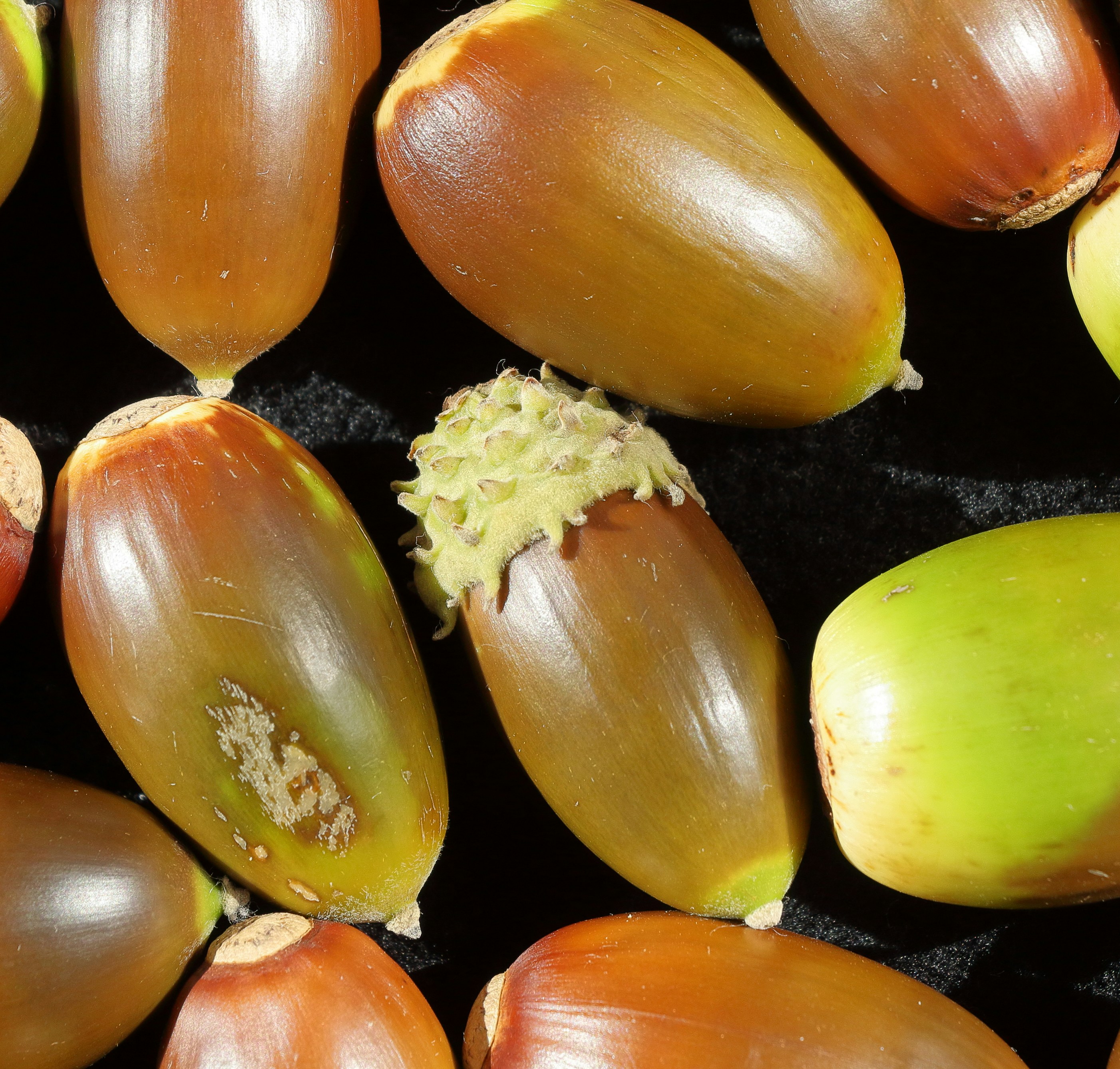 Glazed Acorns: A Close-Knit Patch of Nuts on Velvet Dark