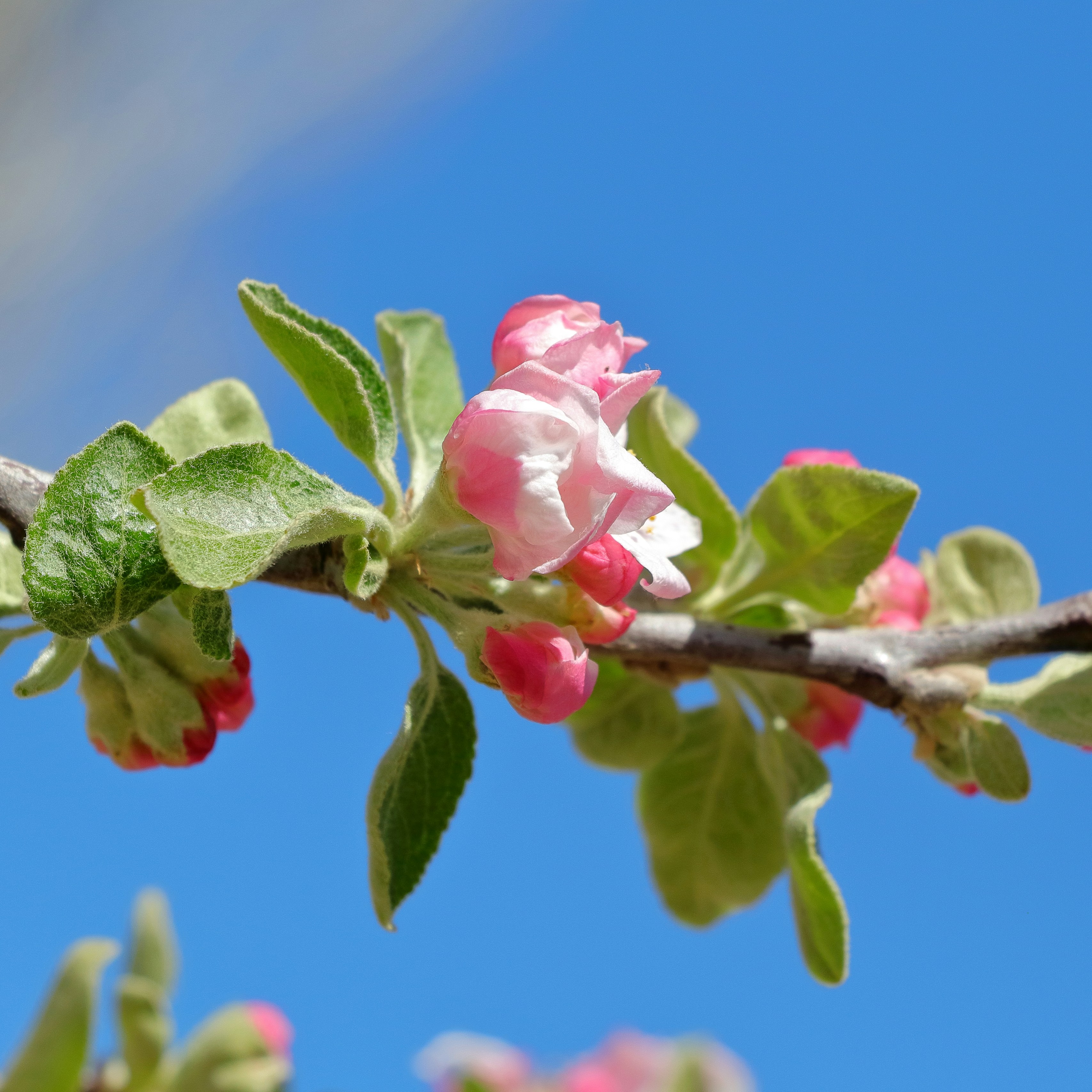 Pink Buds on a Spring Branch Against a Clear Sky