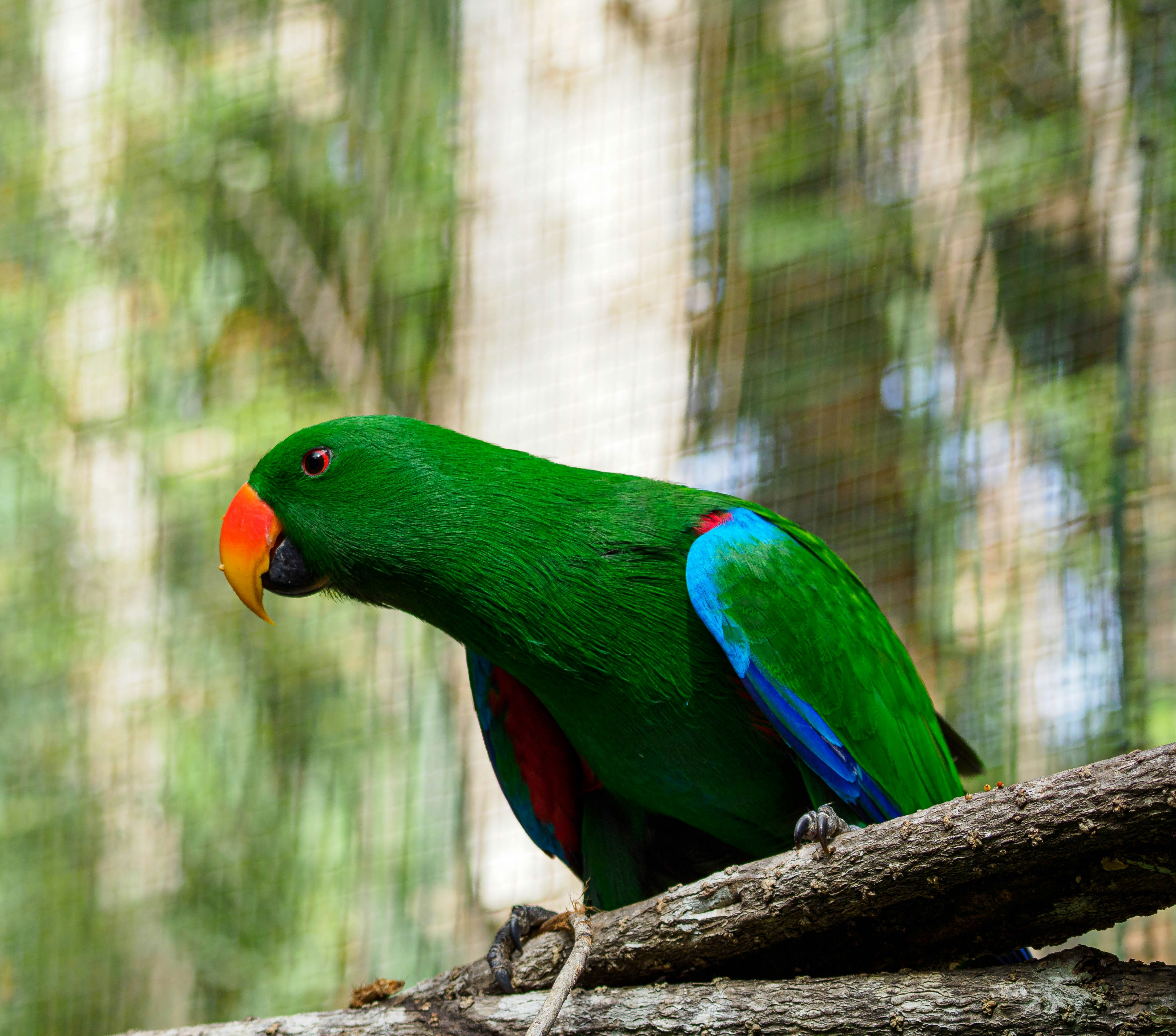 Emerald Beak on a Weathered Perch
