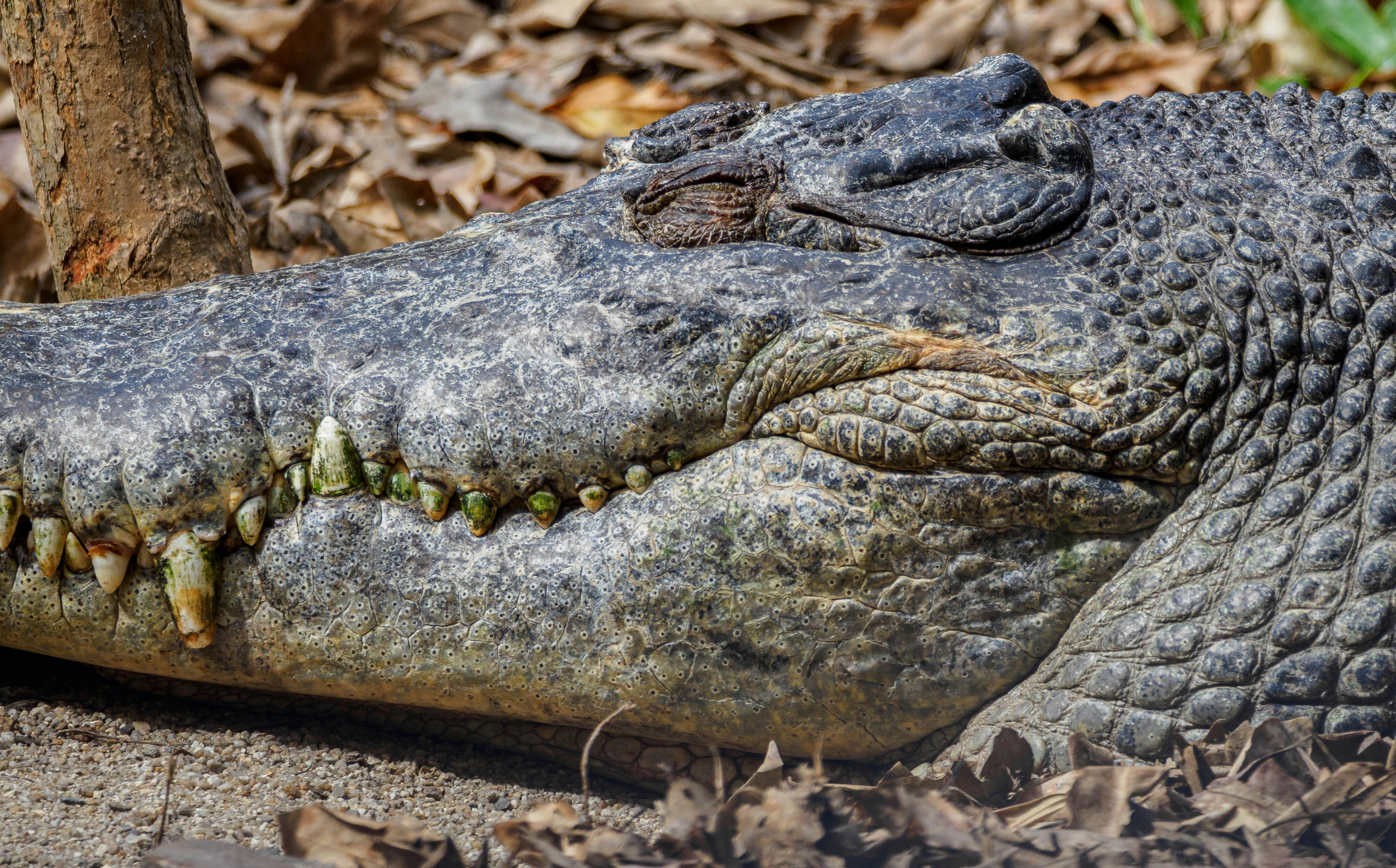 Sleepy Sentinel: A Crocodile Resting Amid Fallen Leaves