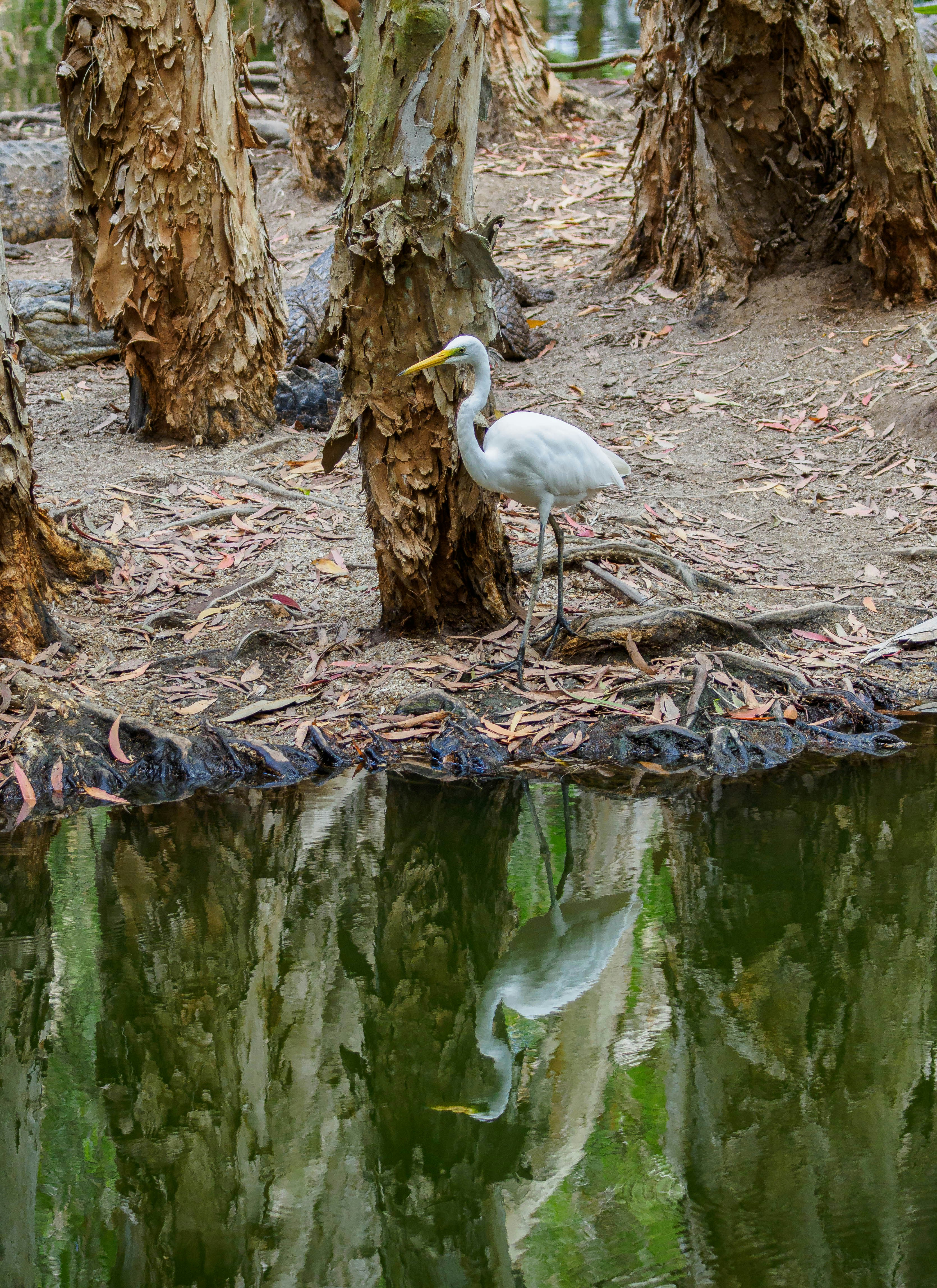 Heron Among Wetland Stumps: Quiet Reflection by the Water