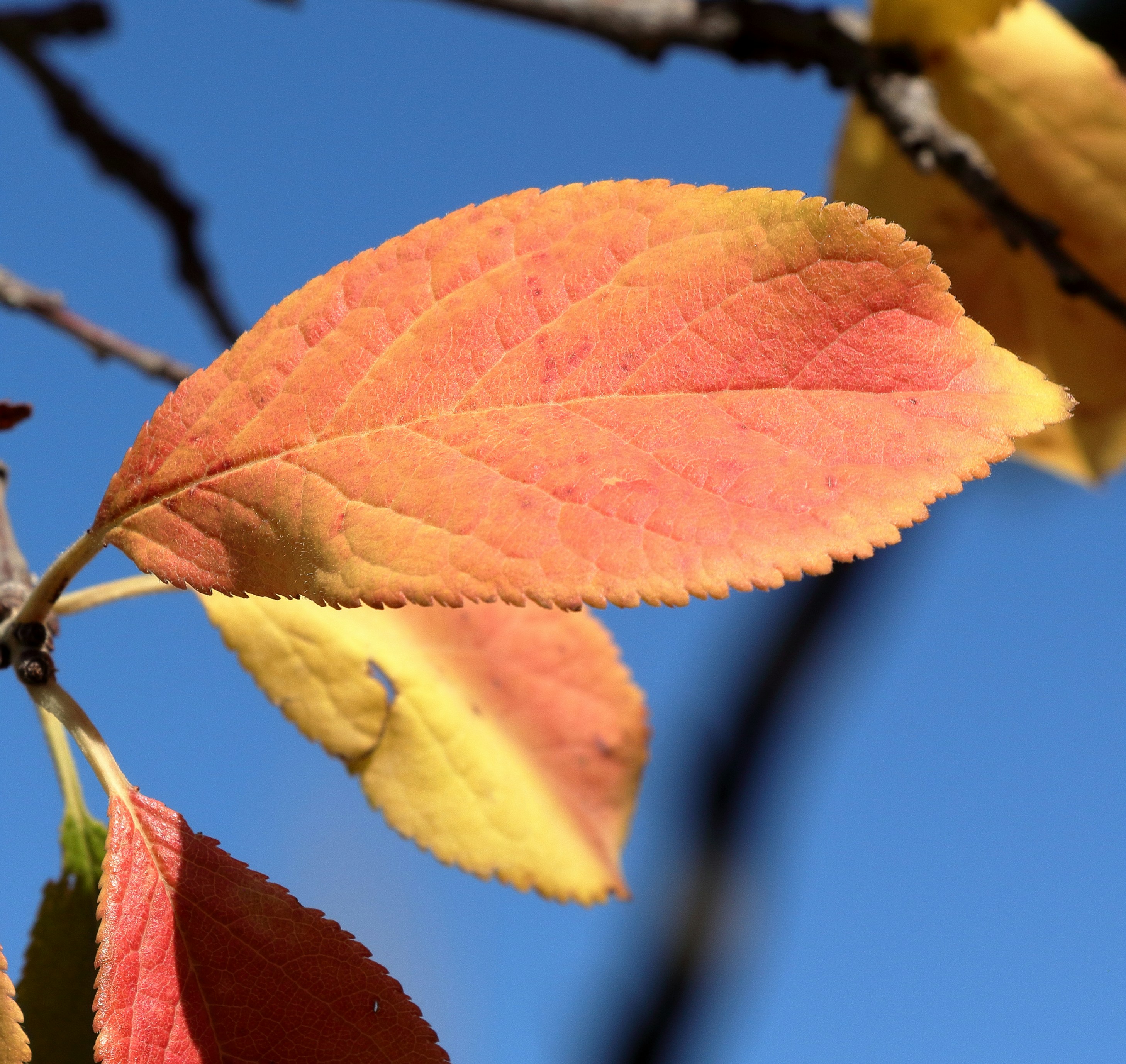 Autumn Leaf in Sharp Focus Against Azure Sky