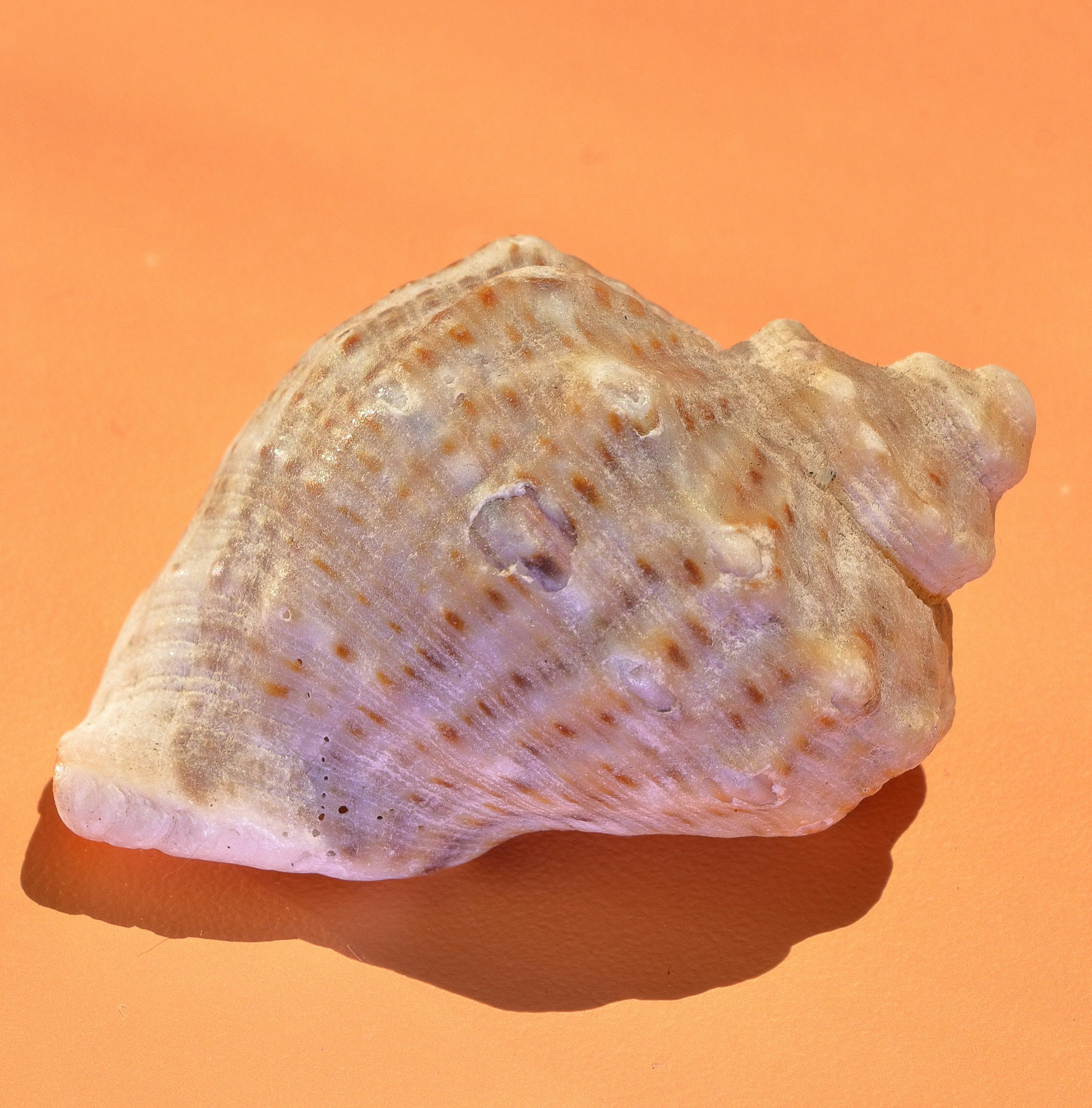 Amber Shell on Sunset-Orange Surface