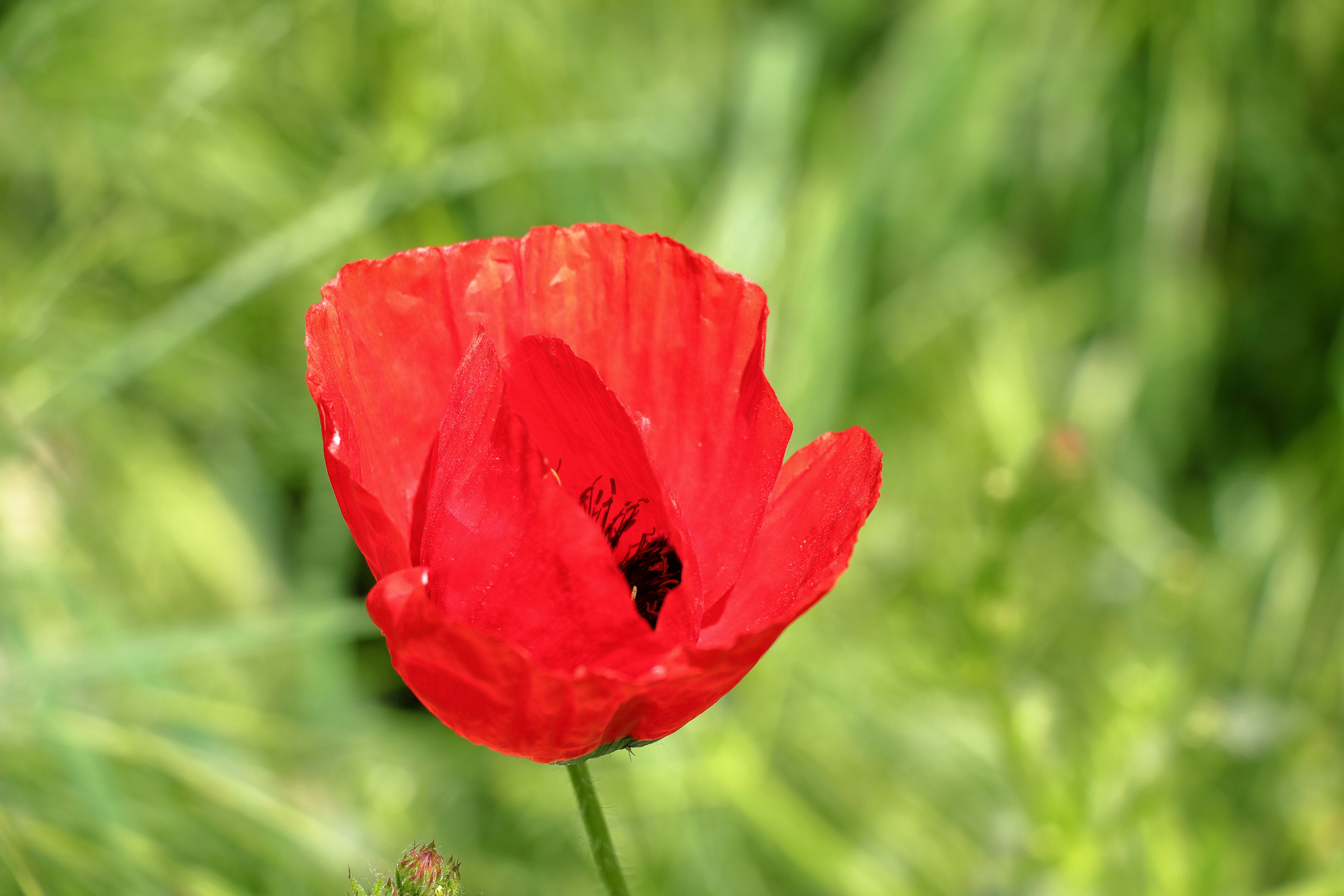 Crimson Bloom in a Sea of Green