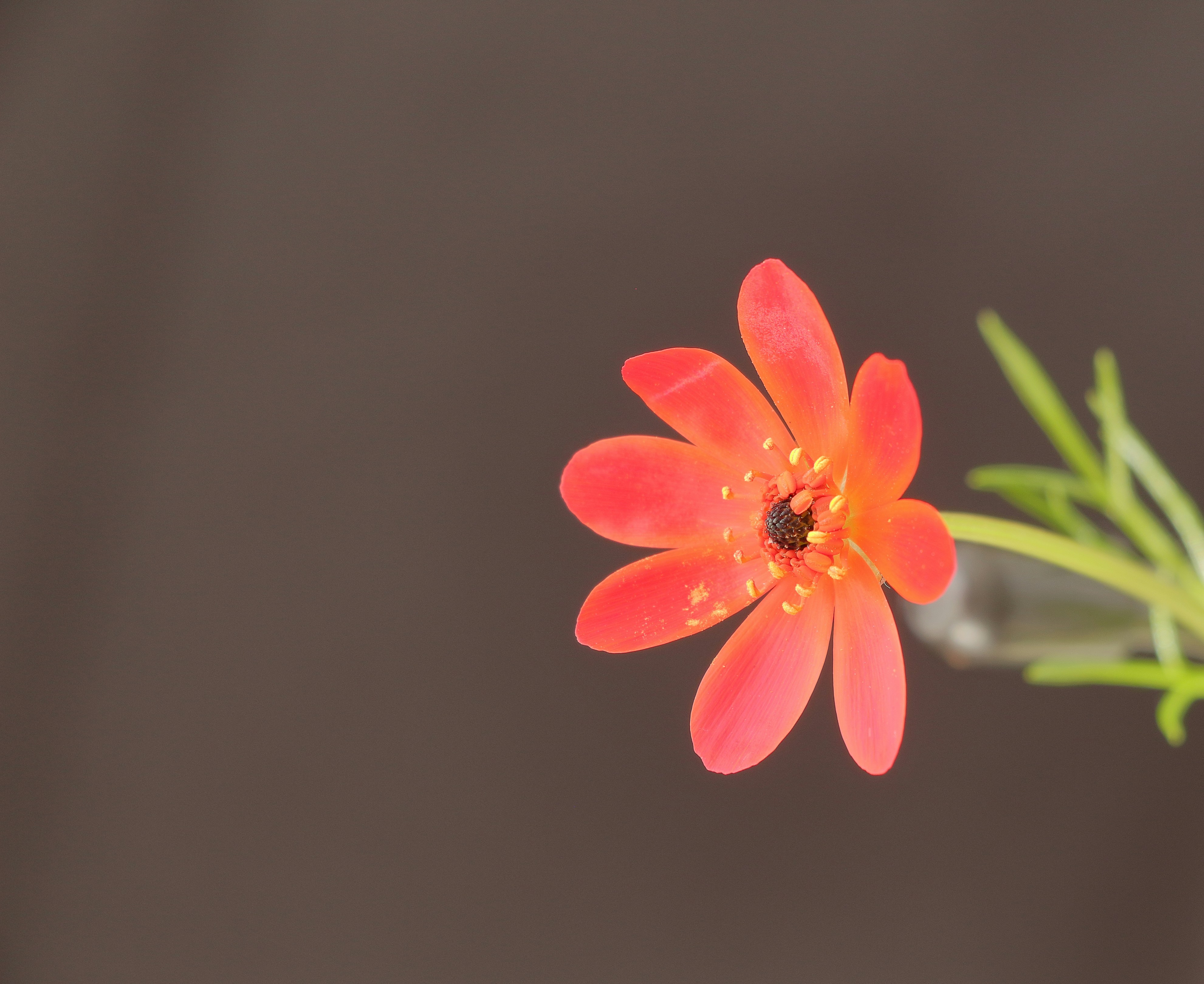 Scarlet bloom at the edge of a blurred canvas