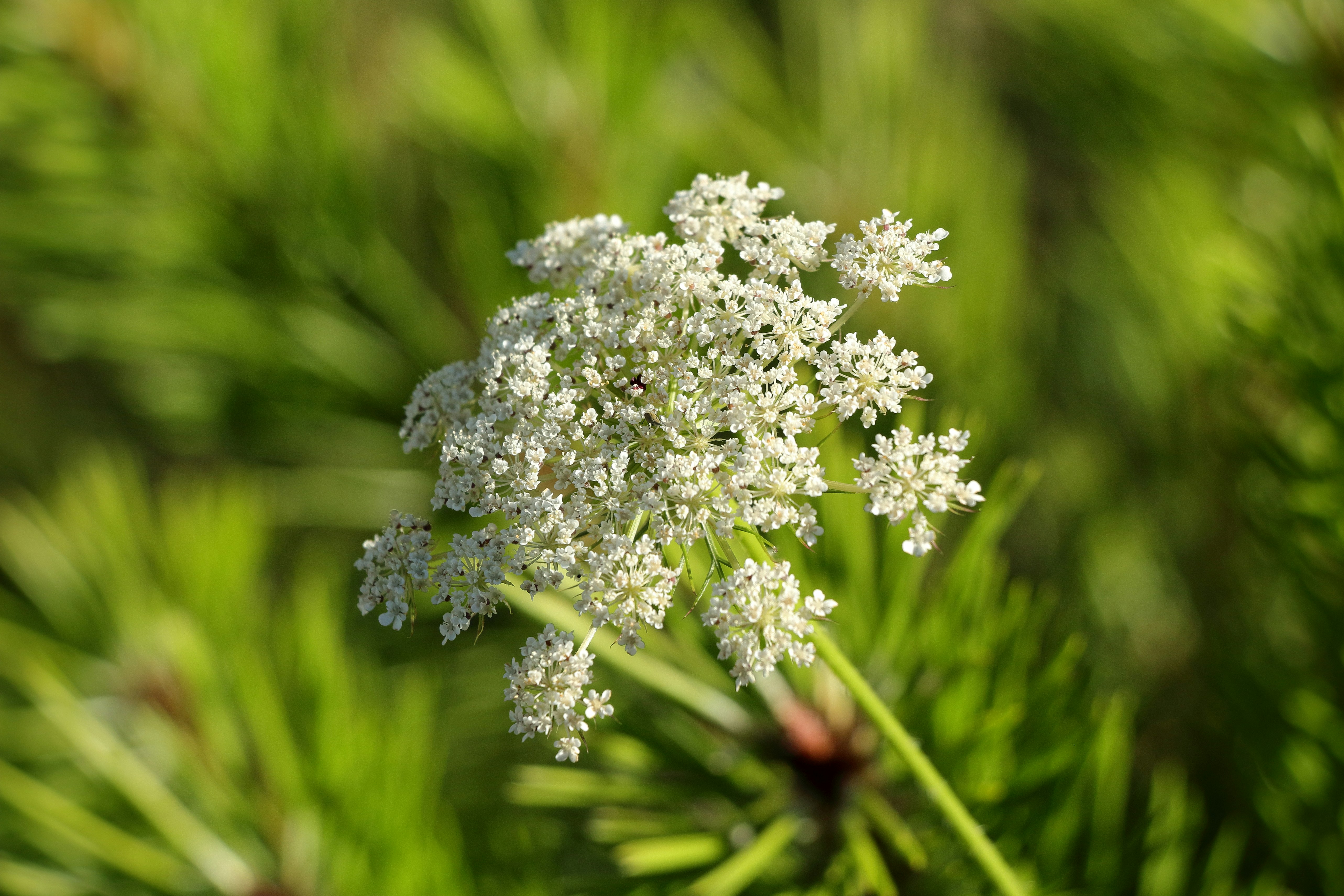 White Umbel in a Sea of Green