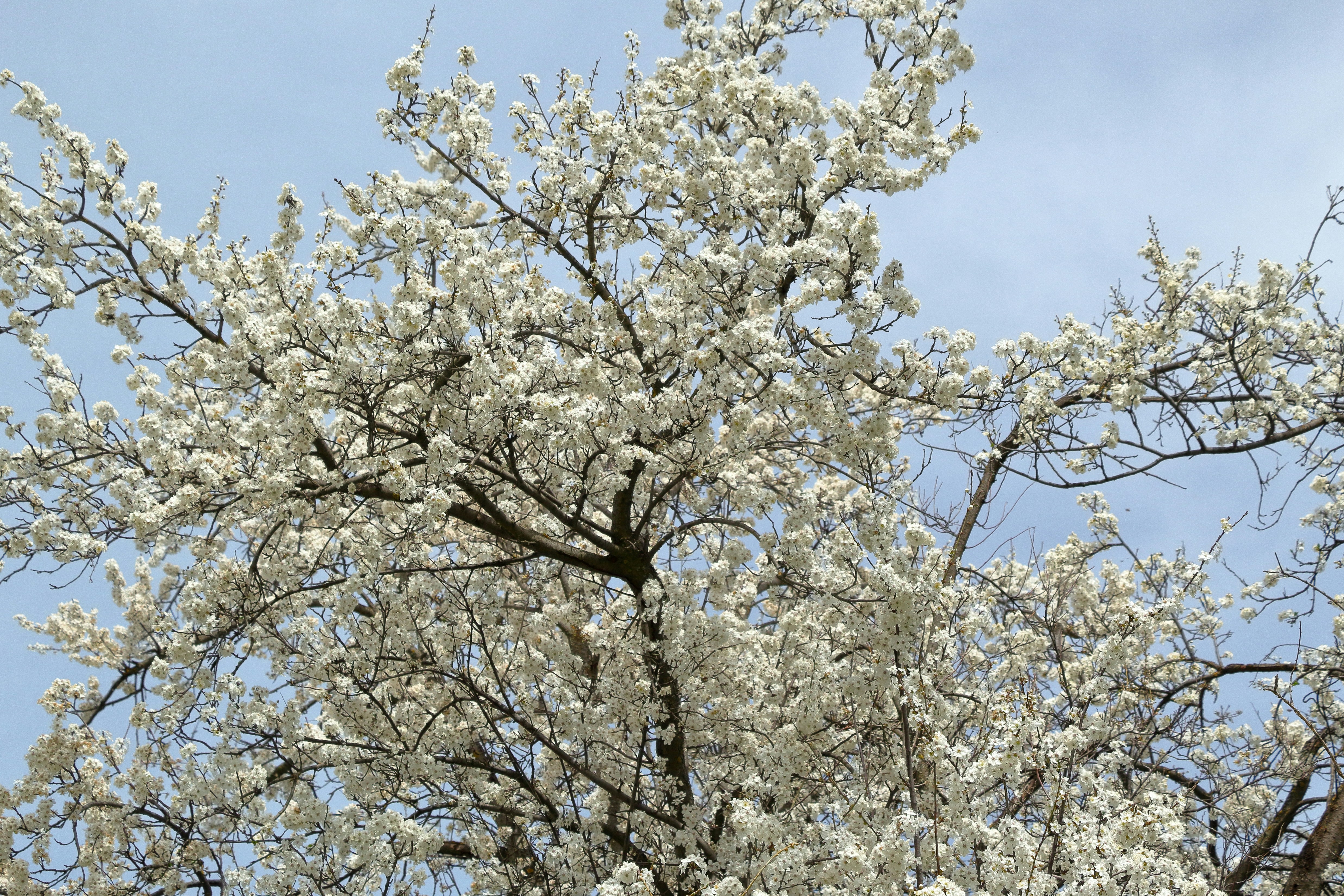 Blossom Crowned Branches Against a Clear Sky