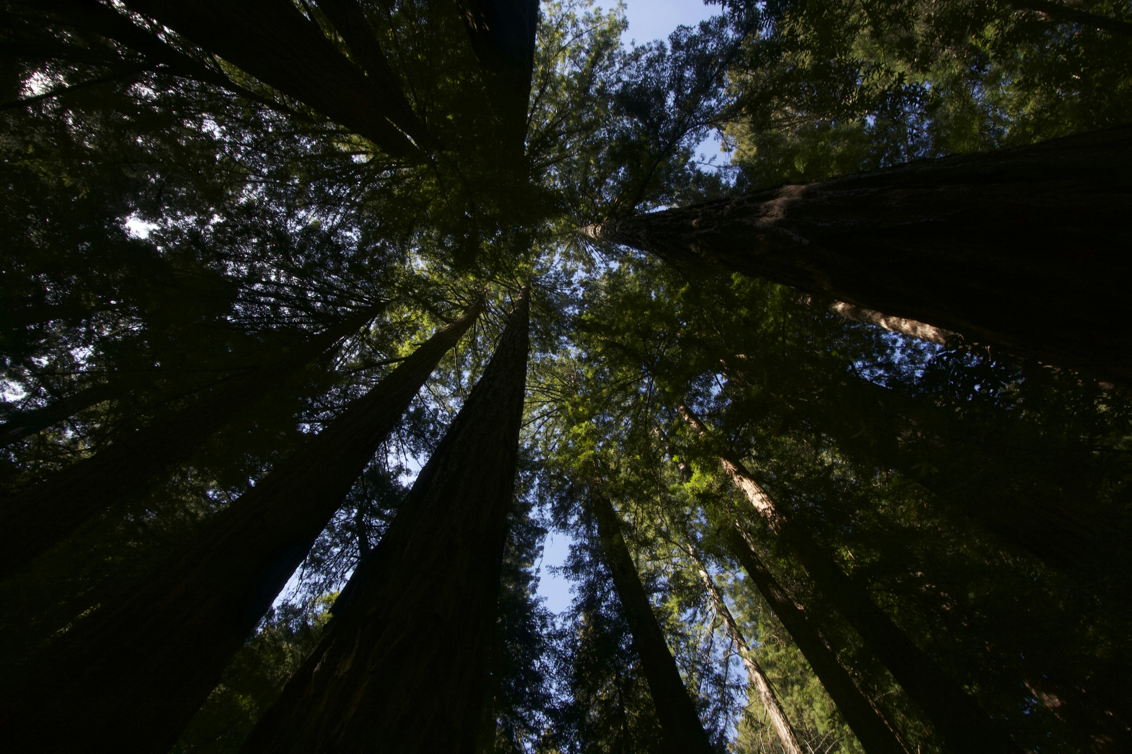 Skyward Cathedral: Tall Trees Converging into a Canopy