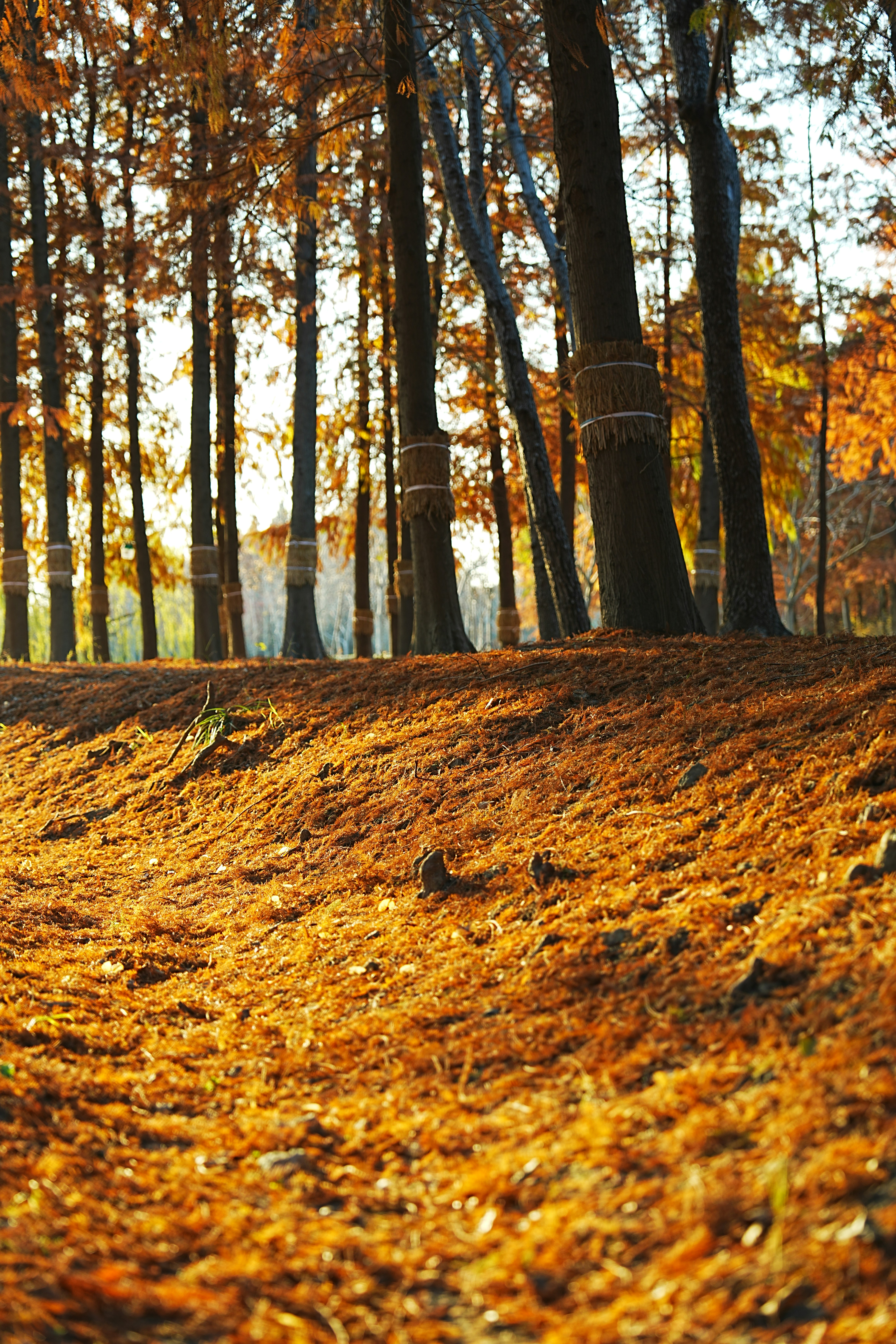 Autumn Pines: Sunlit Forest Floor Carved by Warm Light