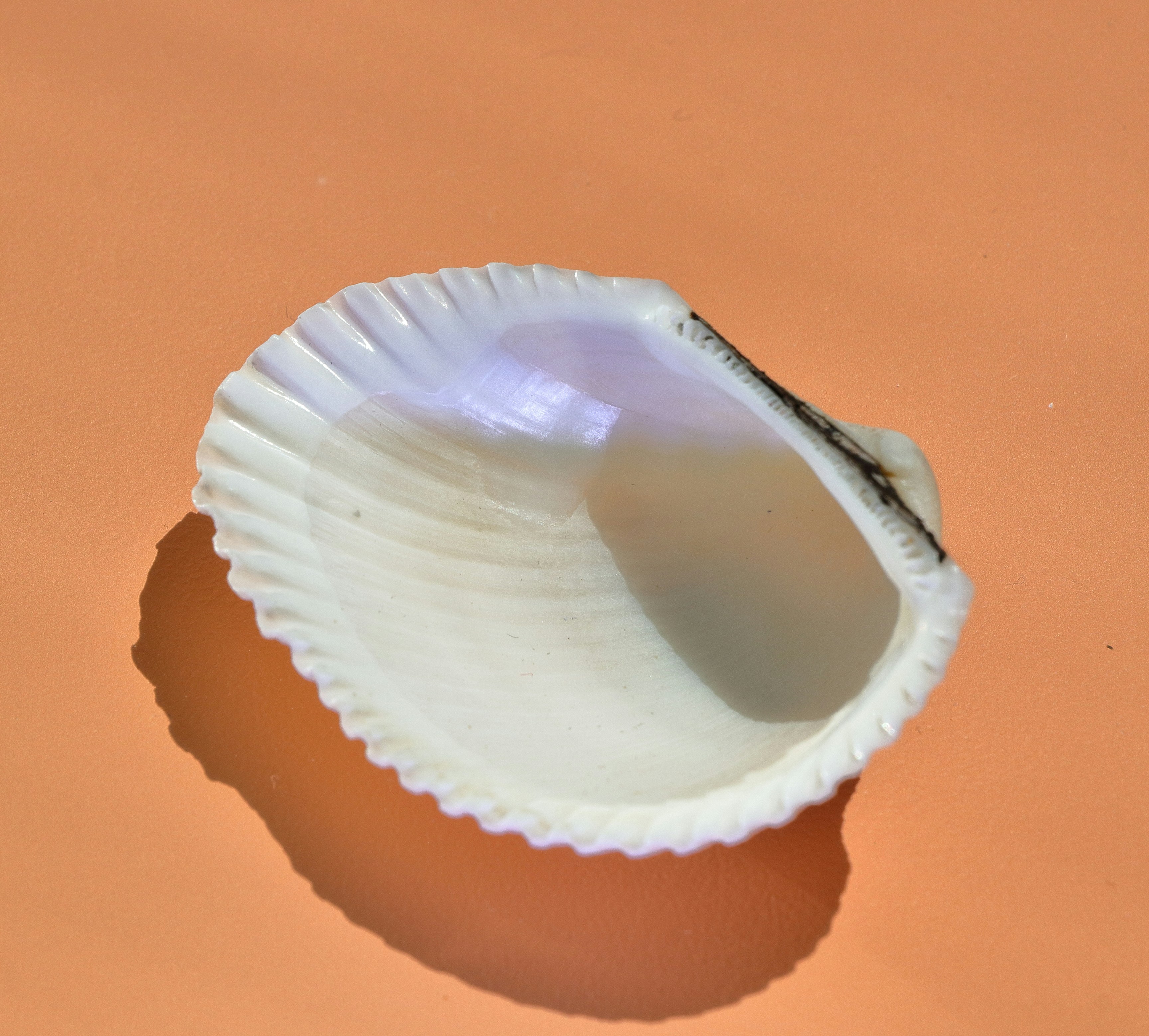 A Delicate White Shell on Tangerine Surface