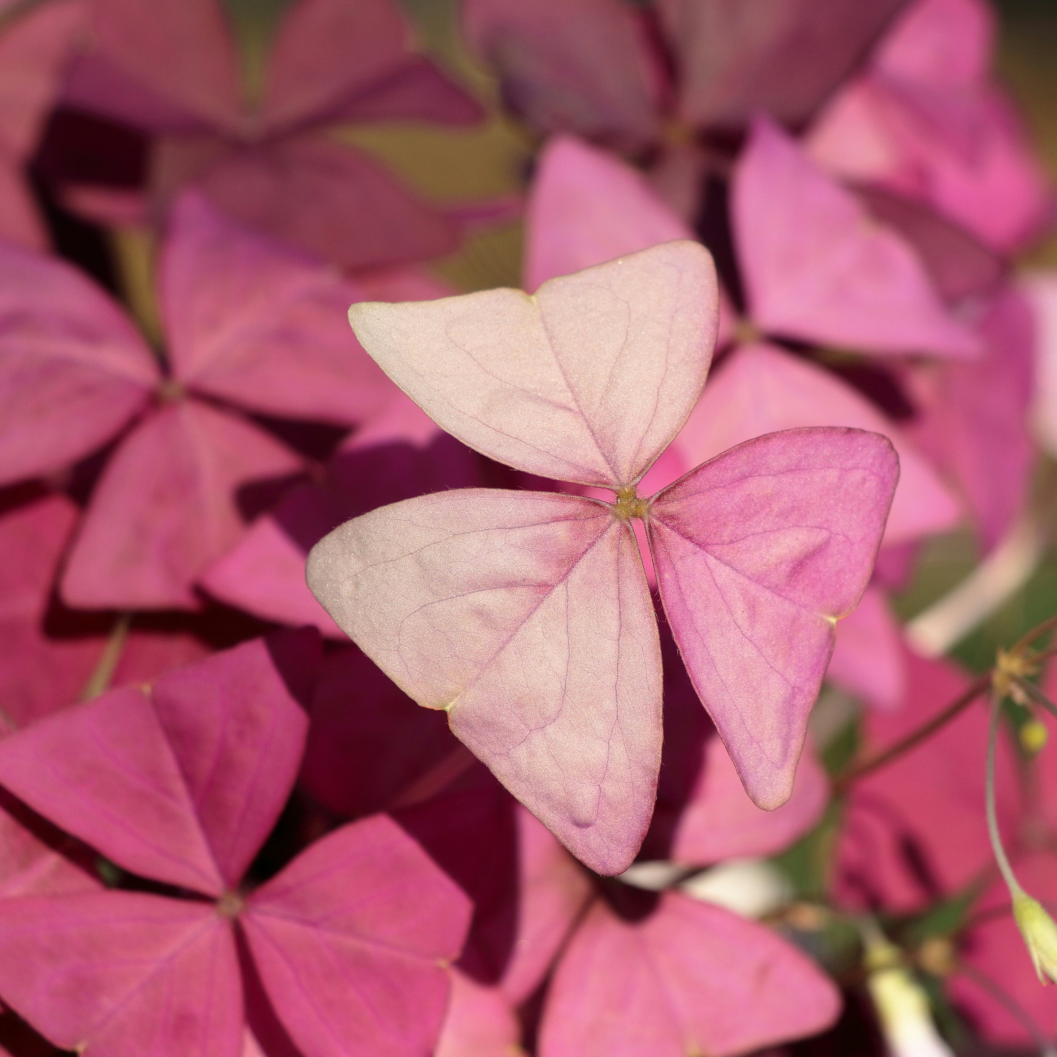 Petal Mosaic: A Pink Hydrangea Bloom Close-Up