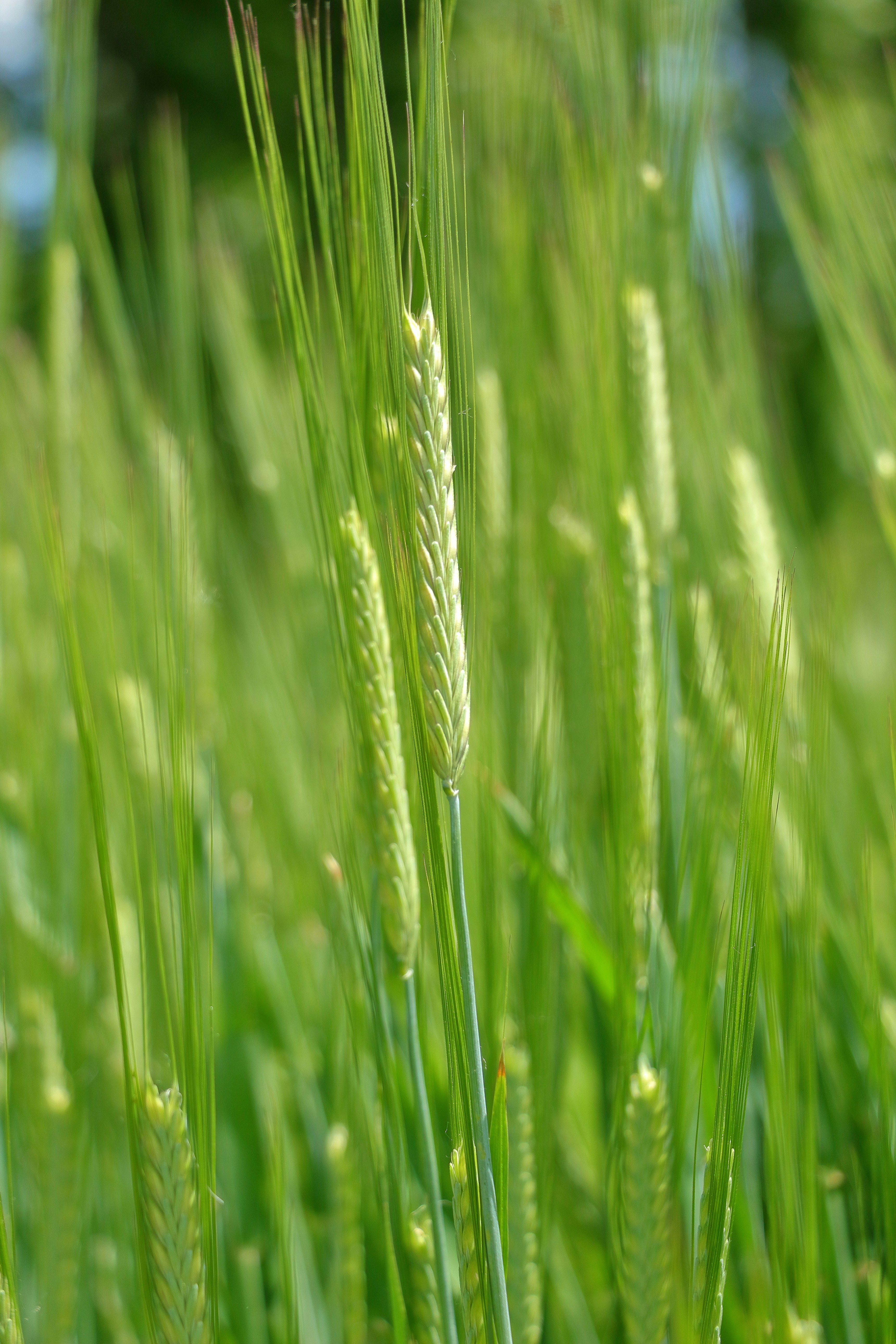Emerald Field: Close-Up of Grain in Sunlit Inertia