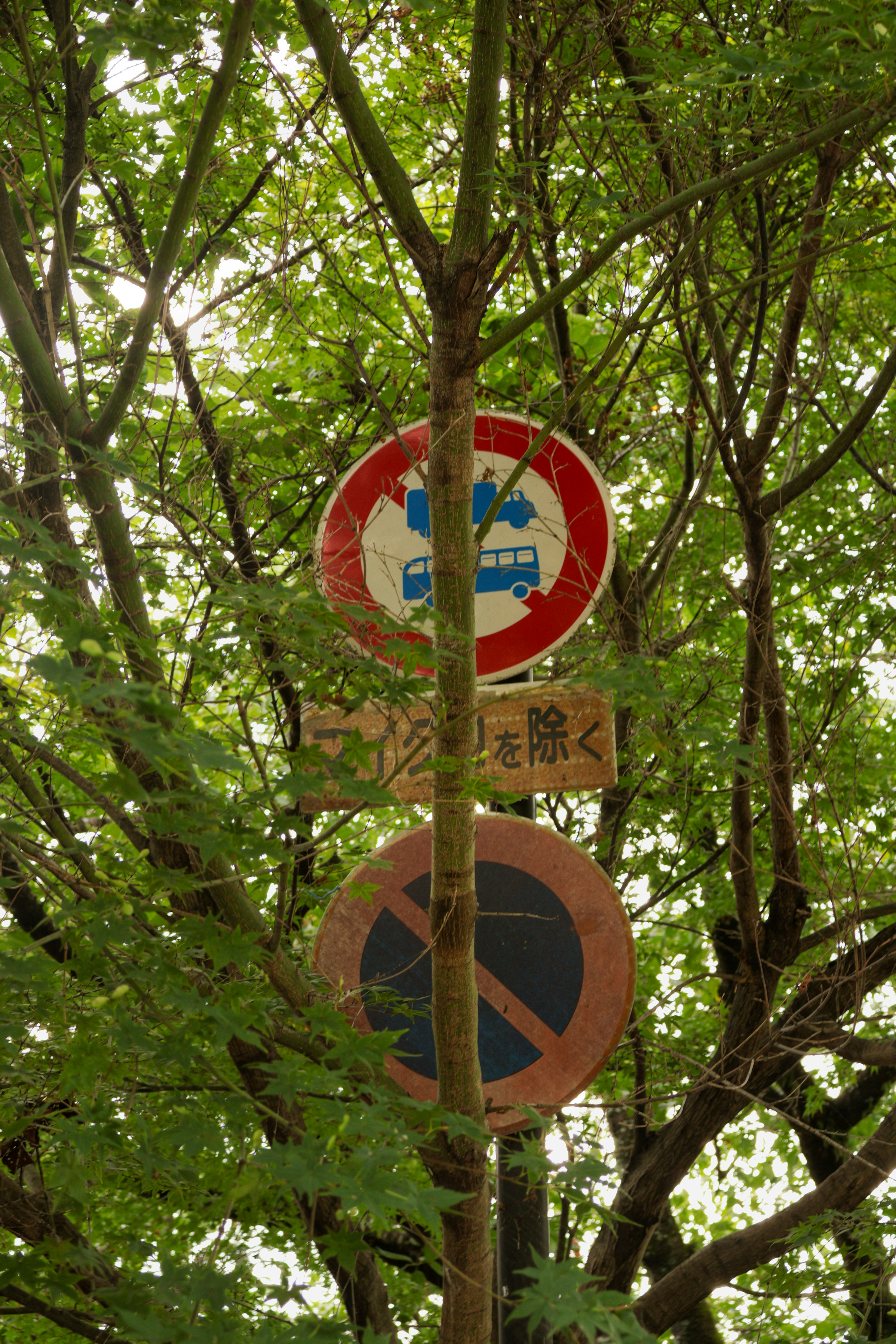 Hidden Traffic Sign Trio Shrouded by Spring Canopy