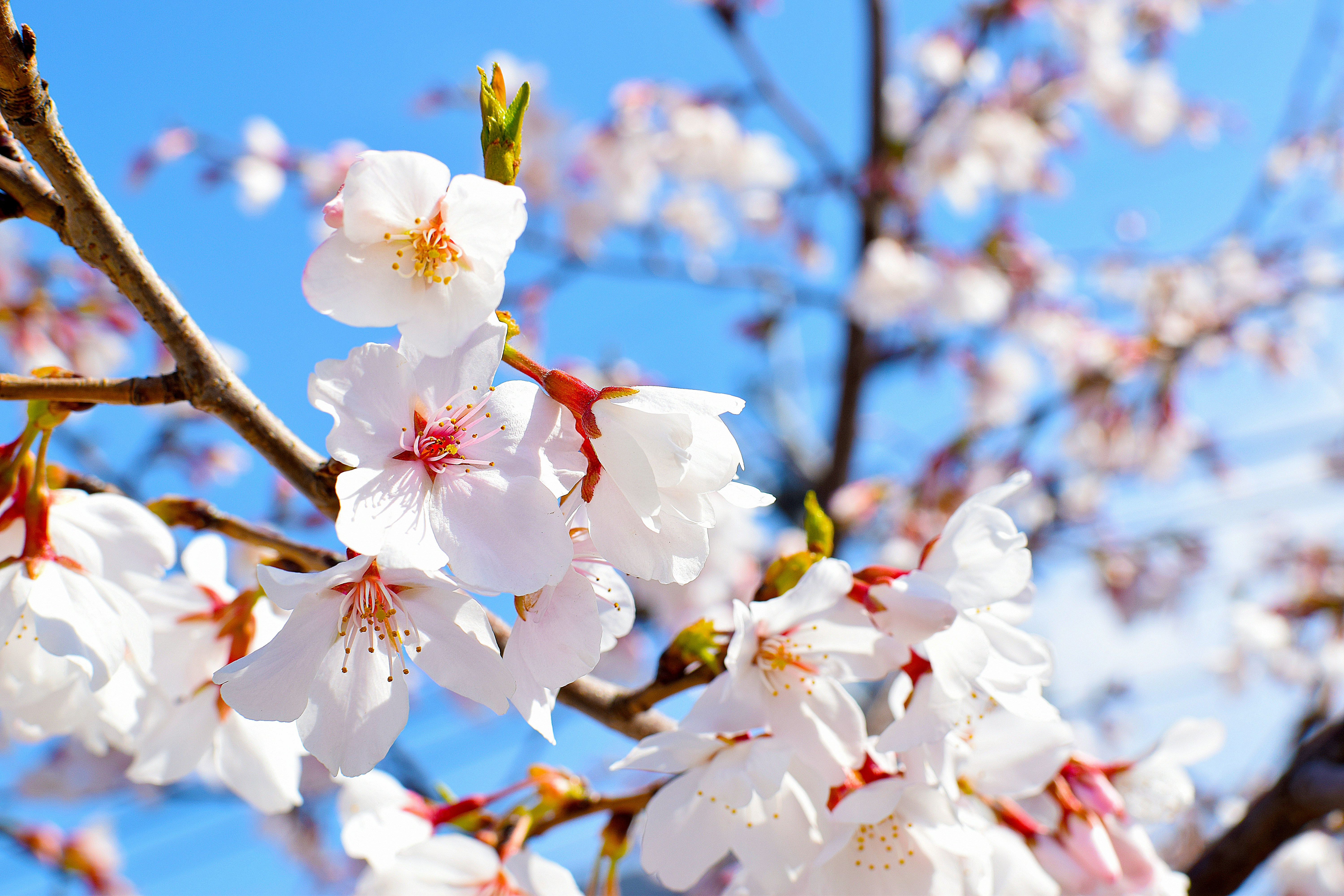 Spring Bloom in Focus: A Cluster of Sakura Against a Clear Sky