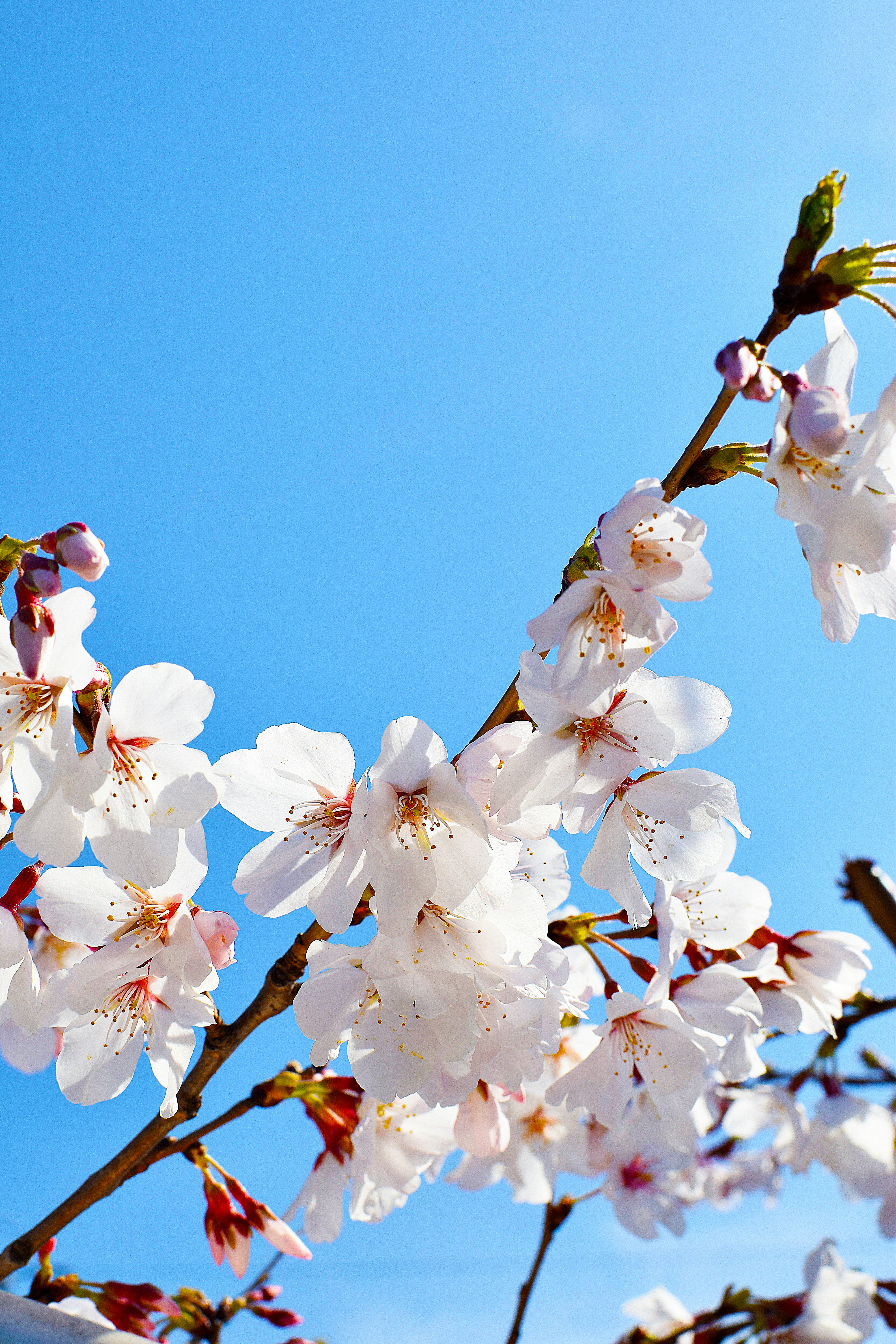 Blossoms Against a Clear Sky: A Branch in Sunlit Bloom