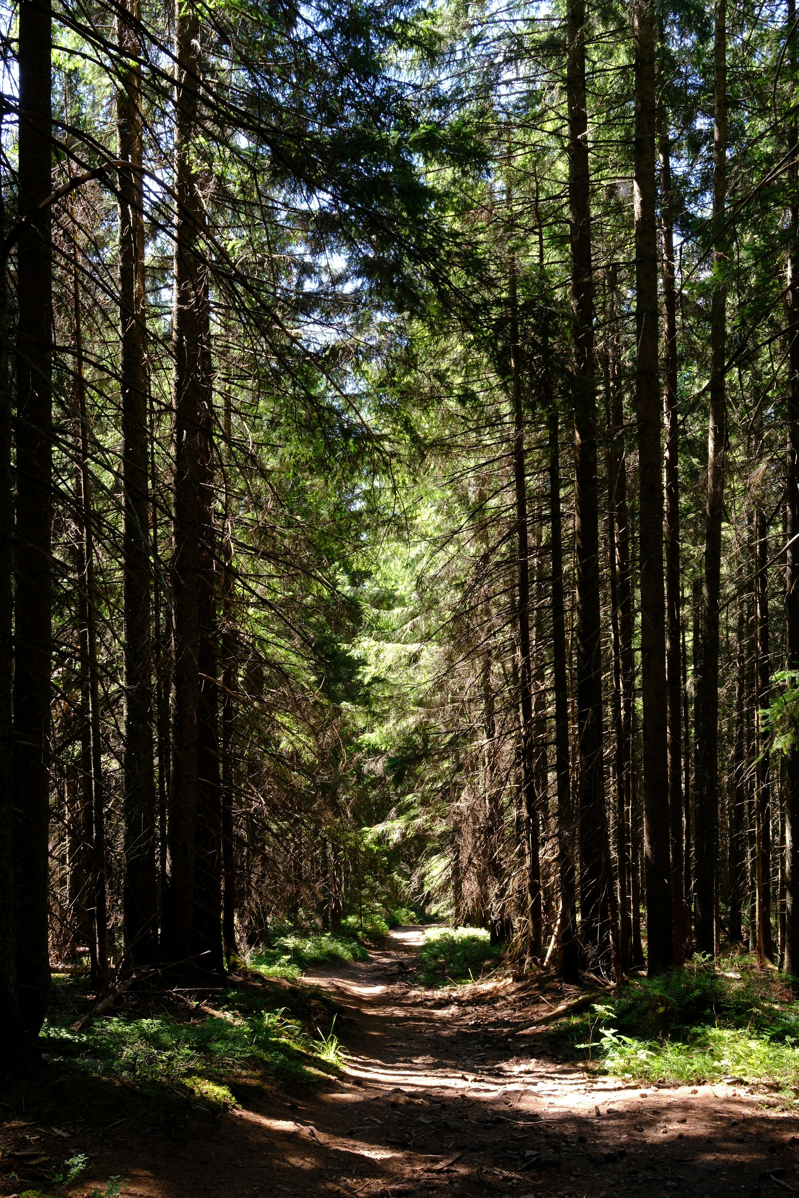 Sunlit Forest Corridor: A Quiet Path Between Towering Pines