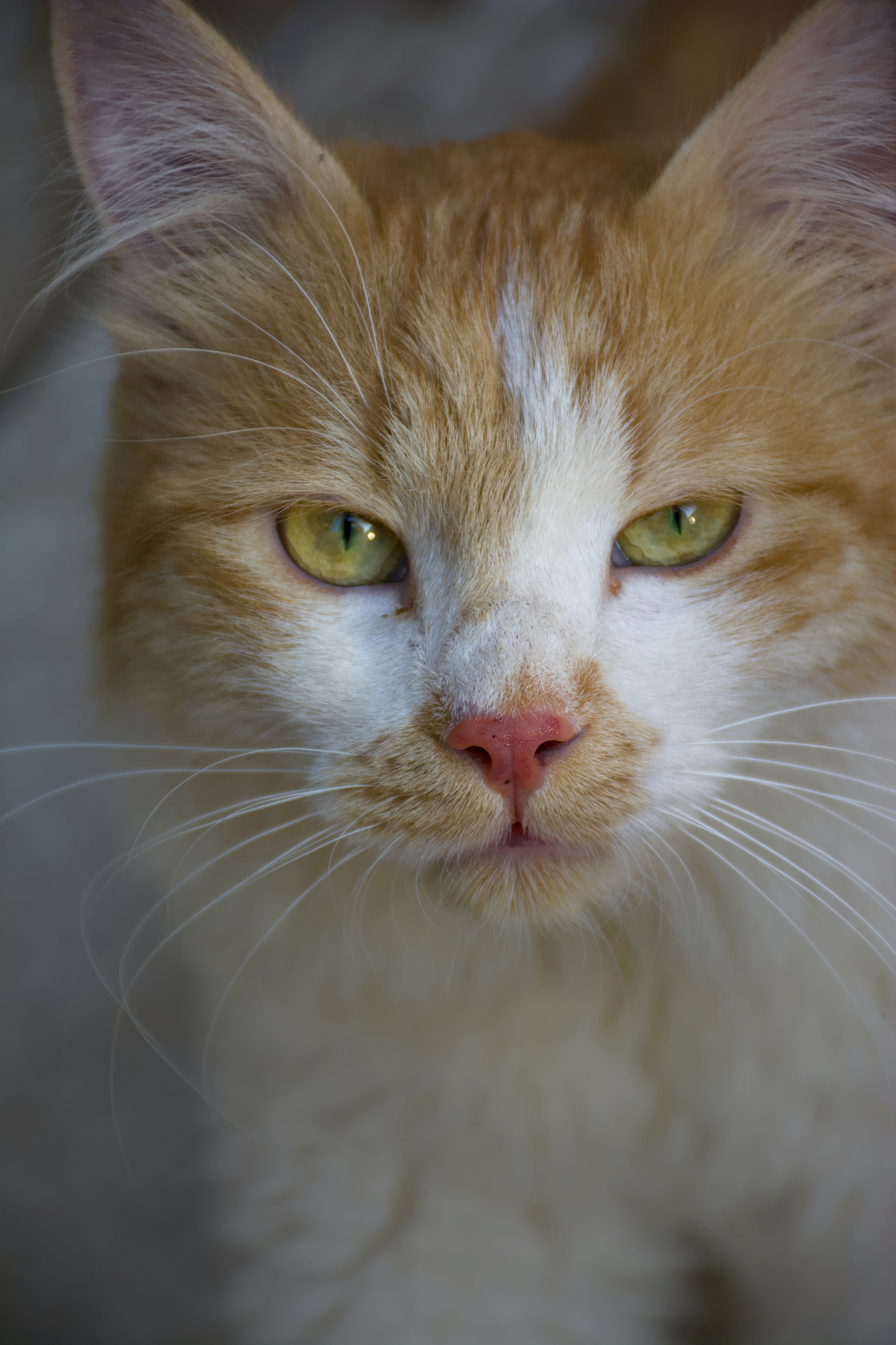 Close-Up of a Calm Orange-White Cat Staring Into the Lens