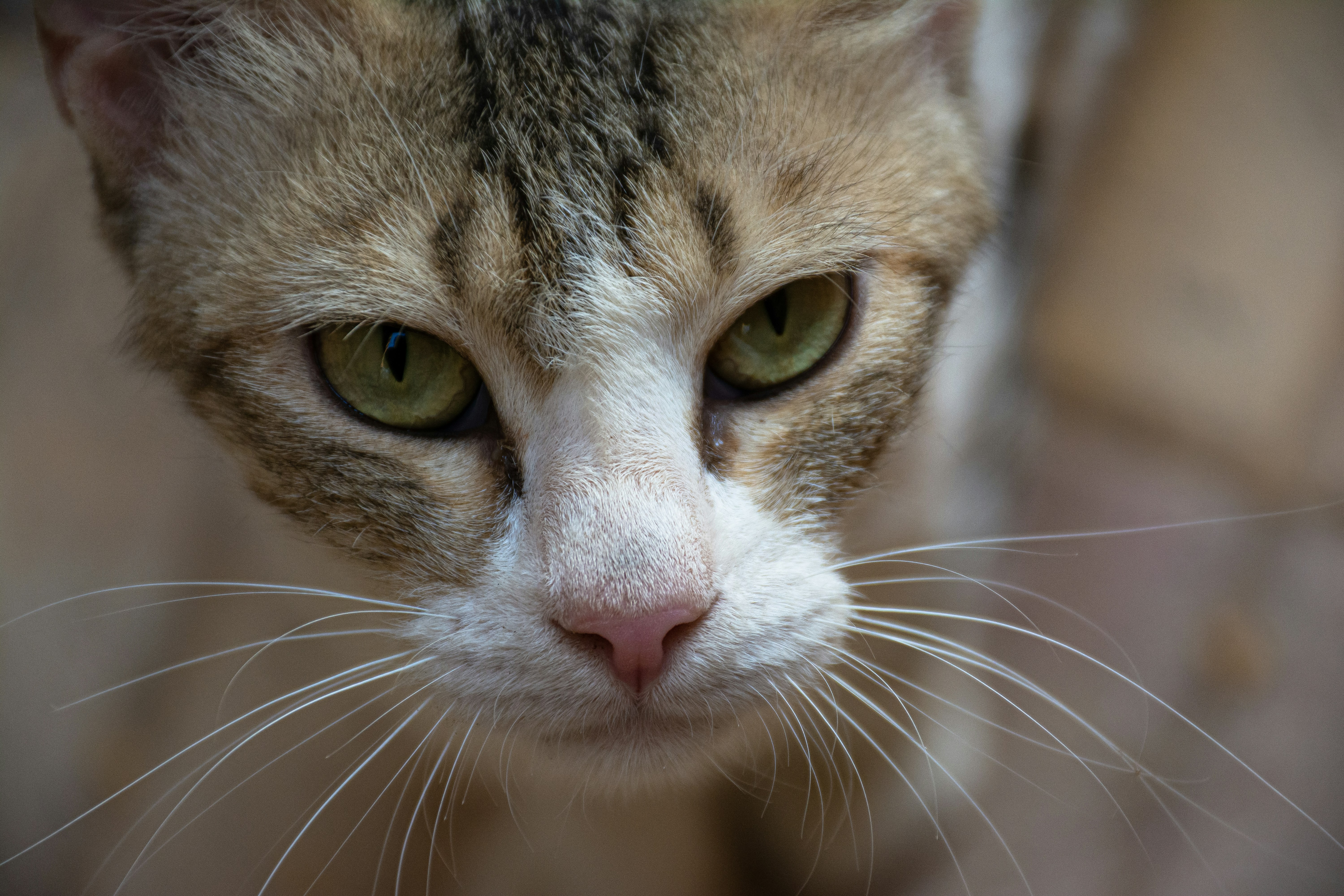 Close-Up of a Gracious Cat: Focused Gaze Through Soft Blur