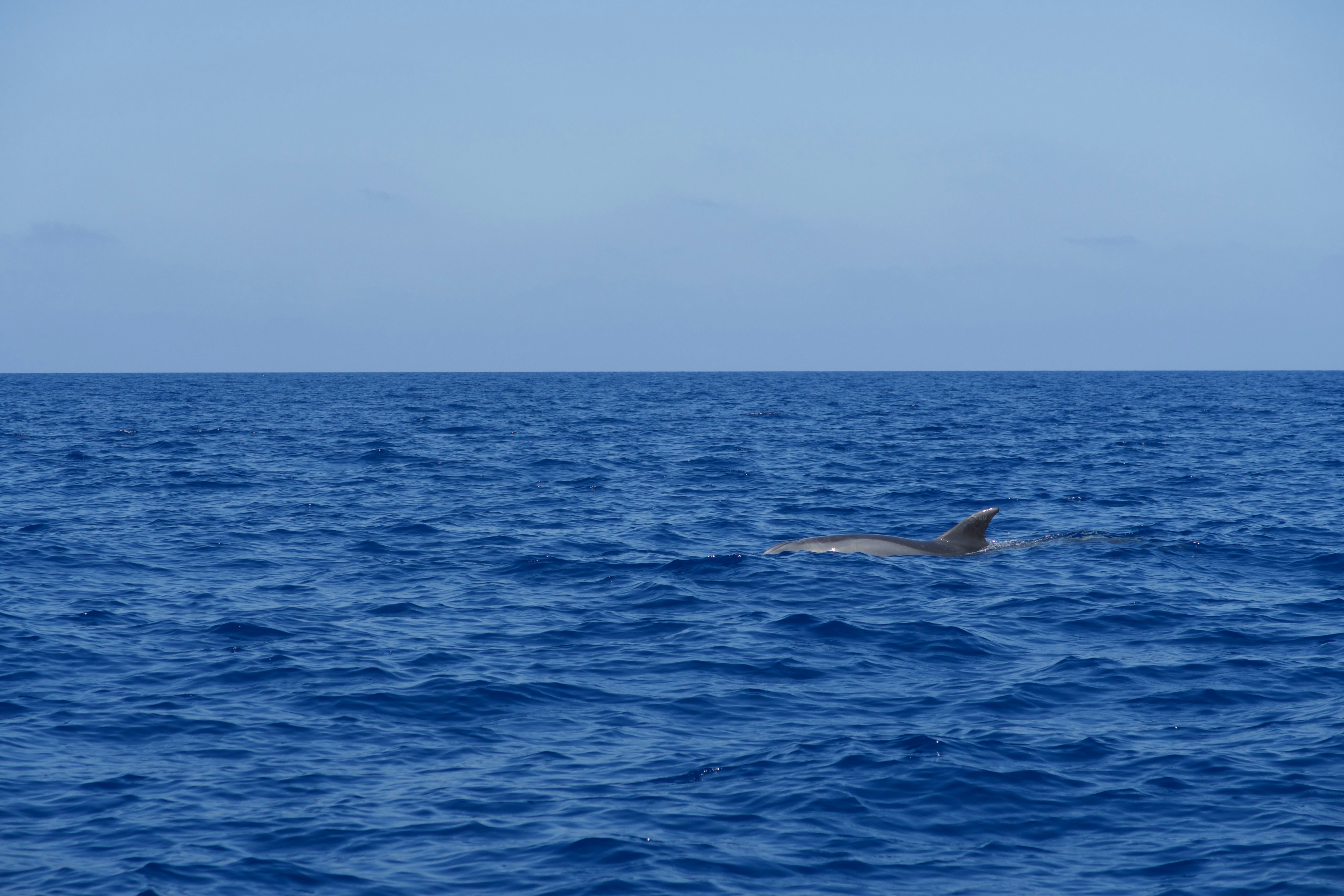 Dolphin Silhouette on the Wide Blue Horizon