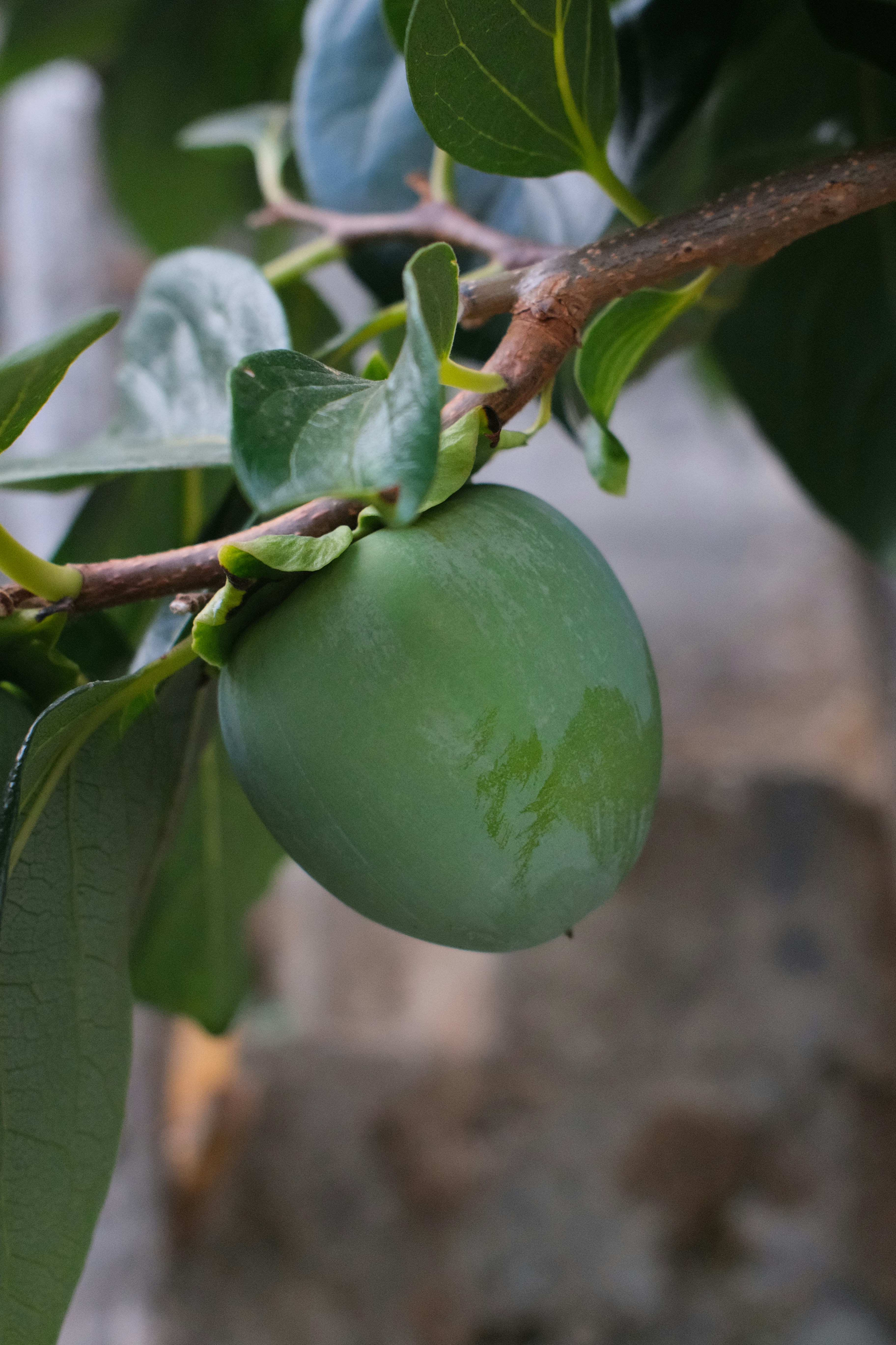 Green Fruit in Focus: A Close-Up on Shape and Texture