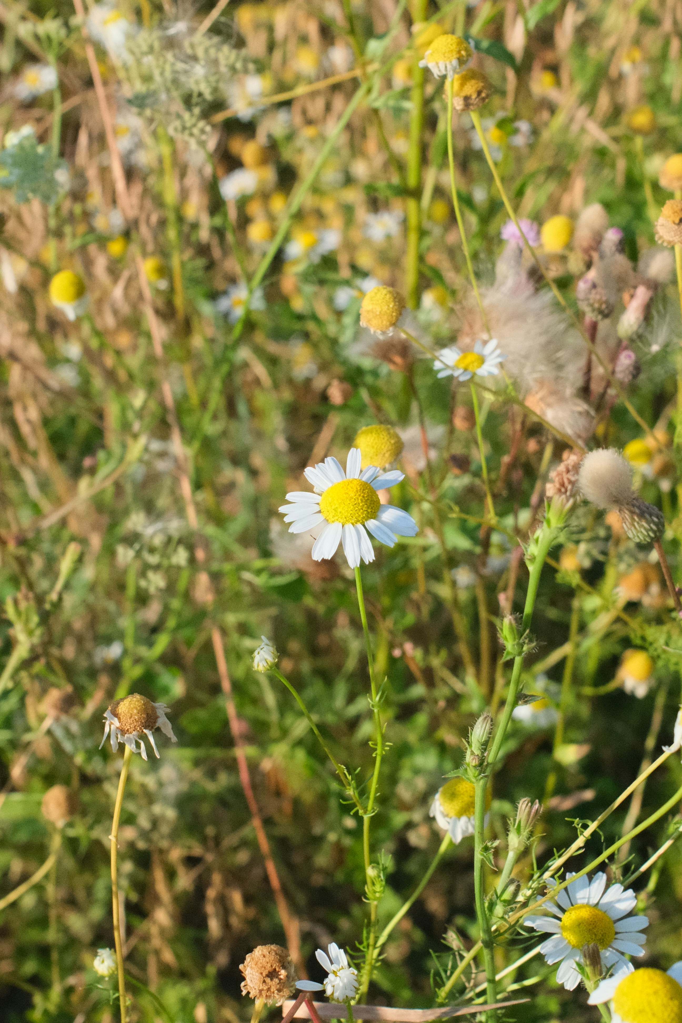 Field of Daisies: A Sunlit Moment Among Wildflowers