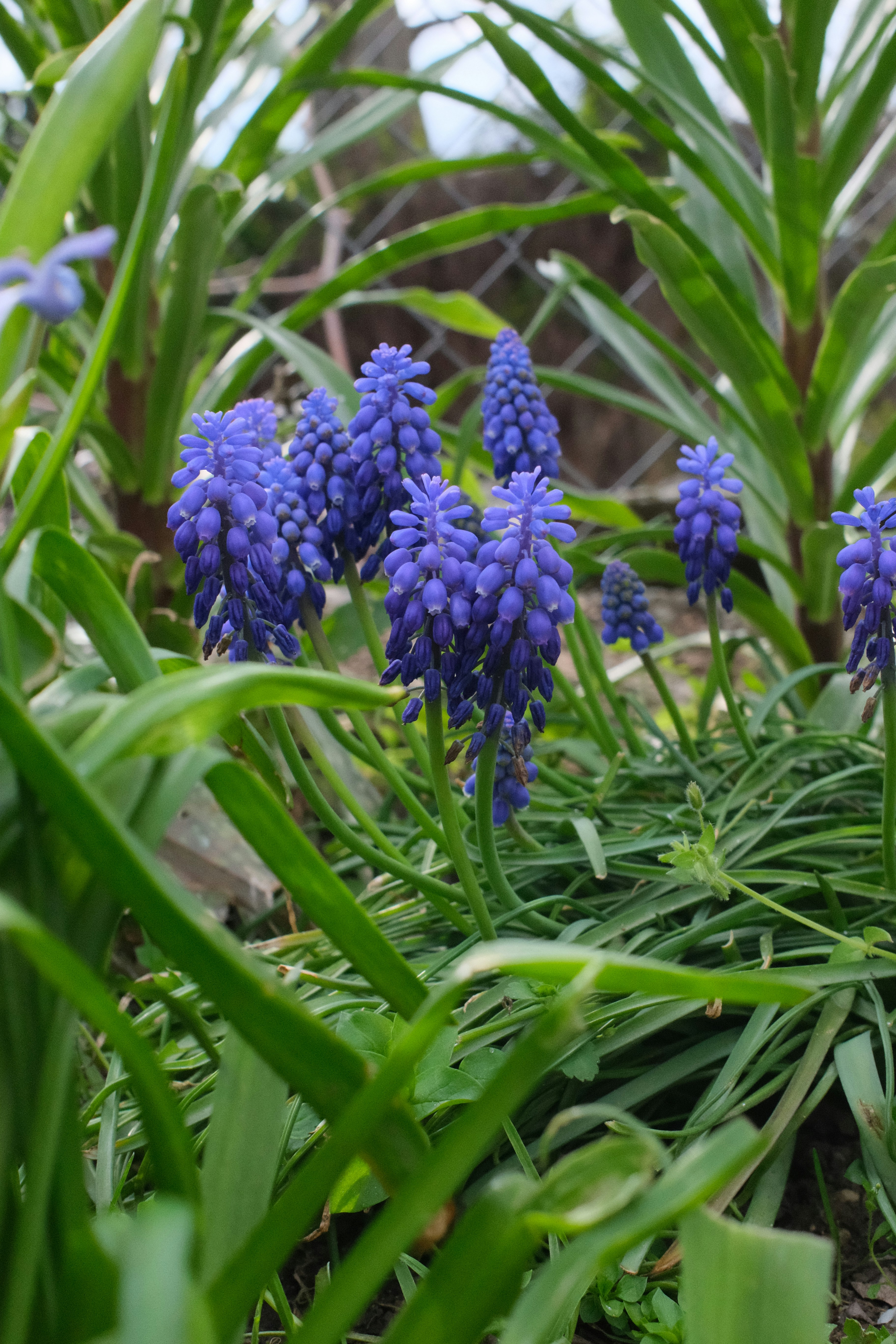 Blue Bottles in a Quiet Rock Garden