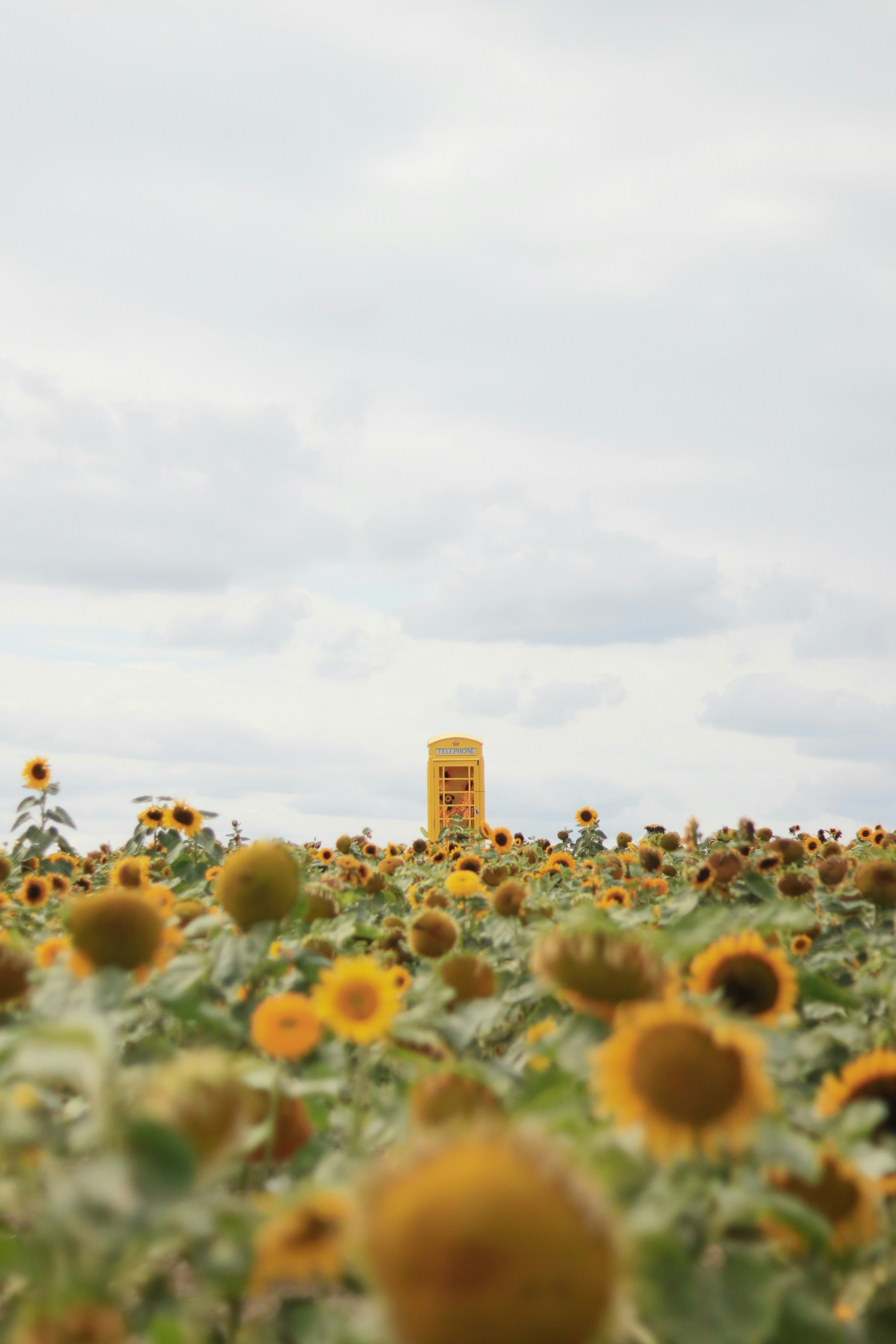 Field of Gold: A School Bus Quietly Emerges from a Sea of Sunflowers