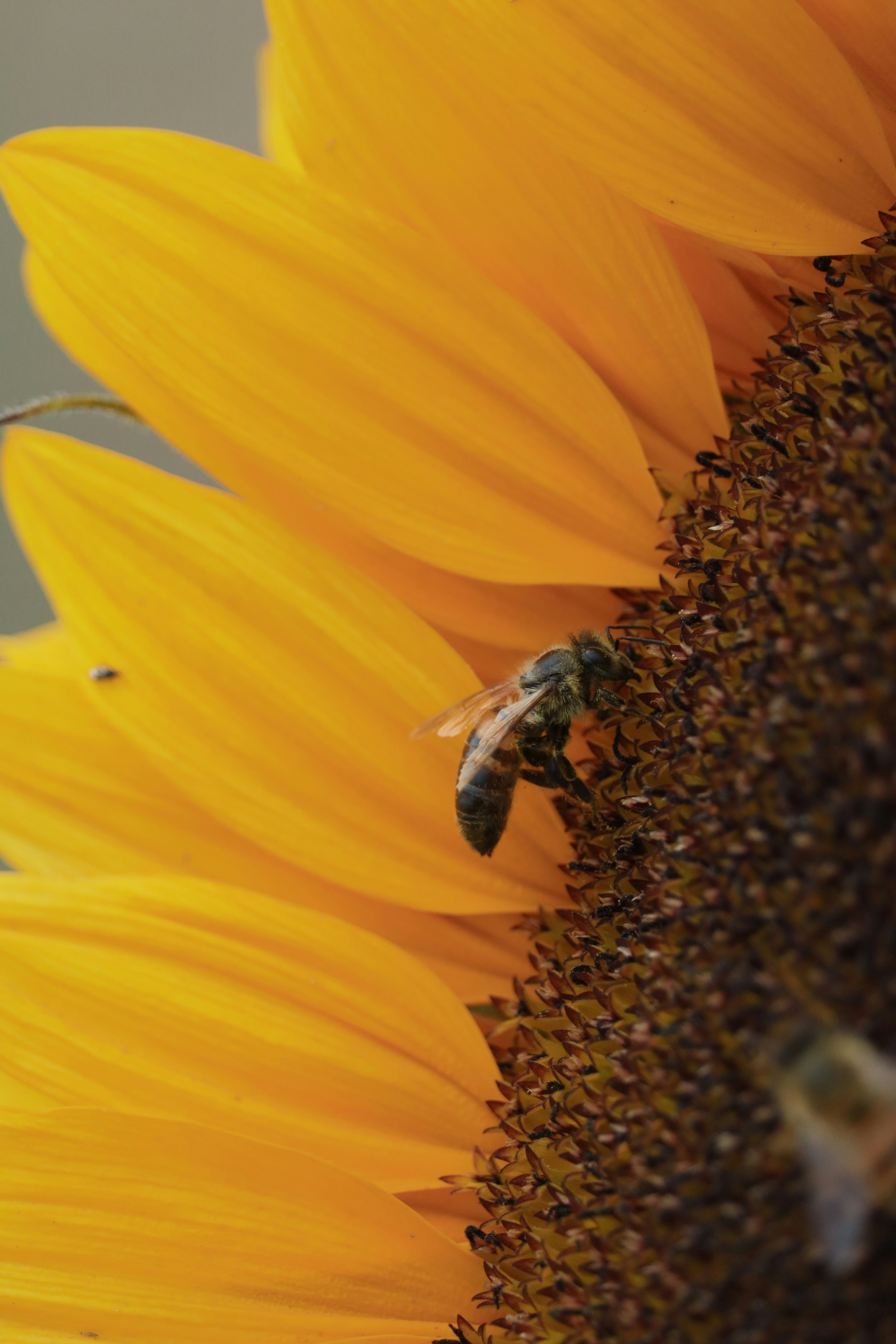 A honey bee foraging on the dark center of a bright yellow sunflower
