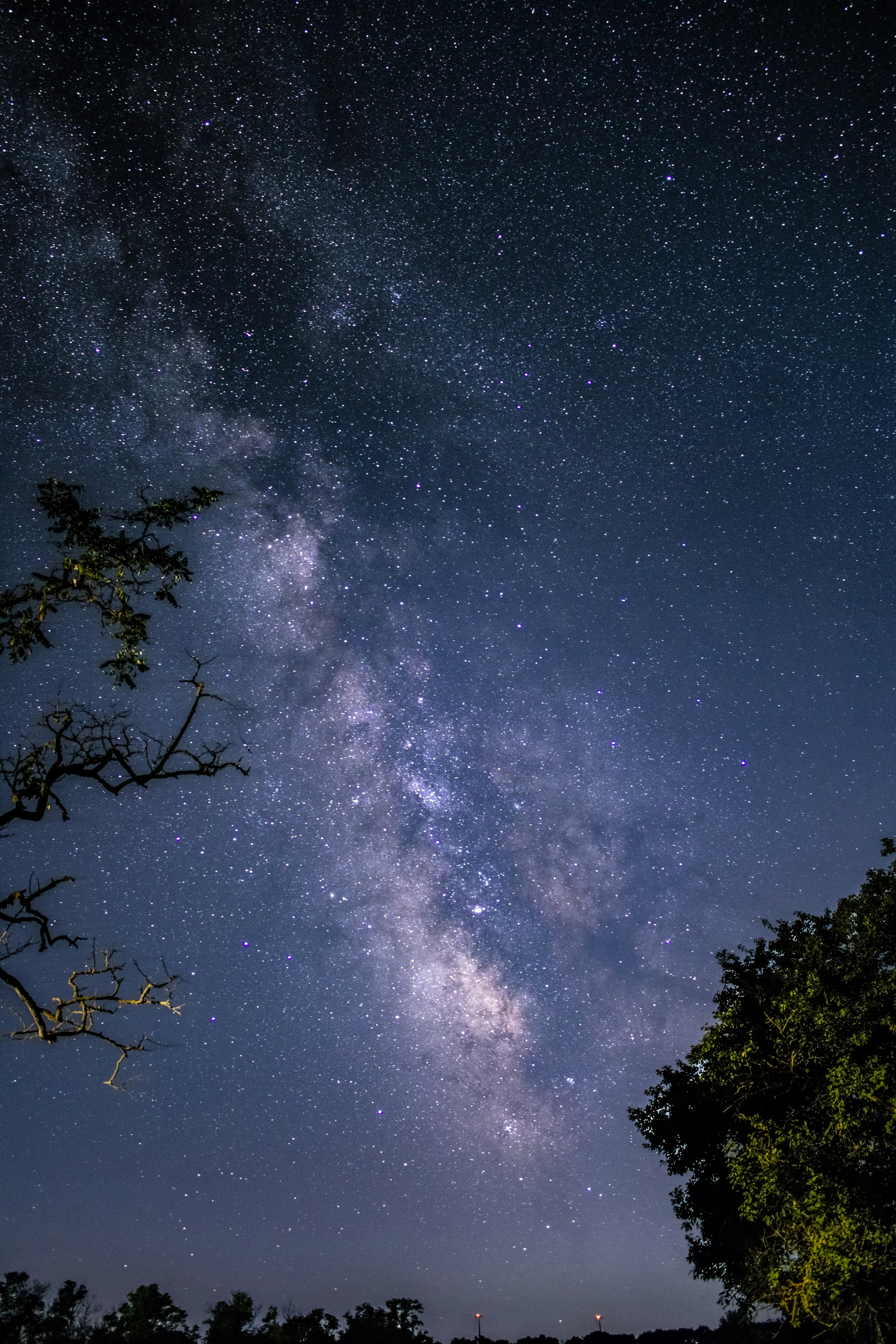 Dense star field and the Milky Way cross a clear night sky above silhouetted trees, captured low on the horizon to emphasize depth and perspective.