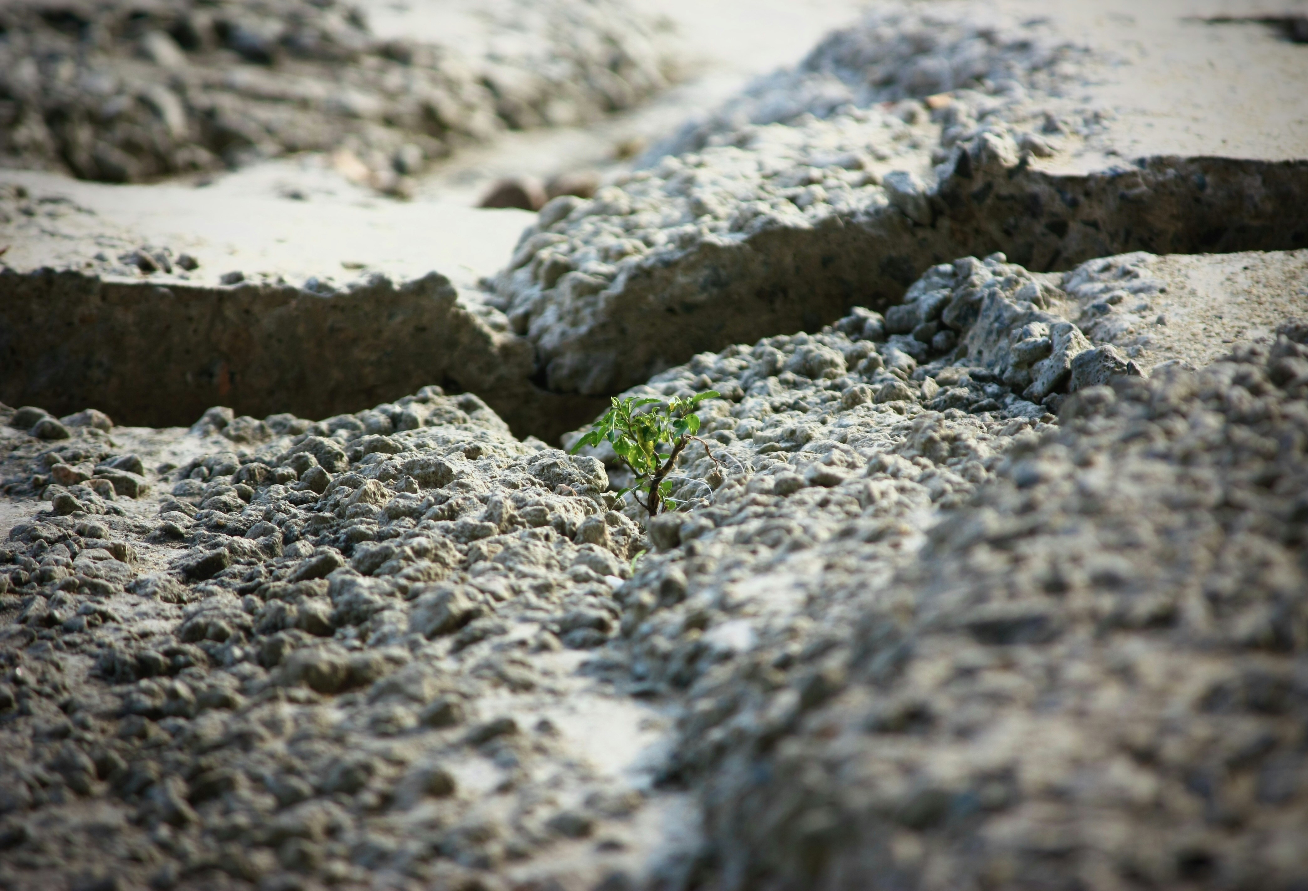 A Lone Green Sprout Breaching a Quiet Crag