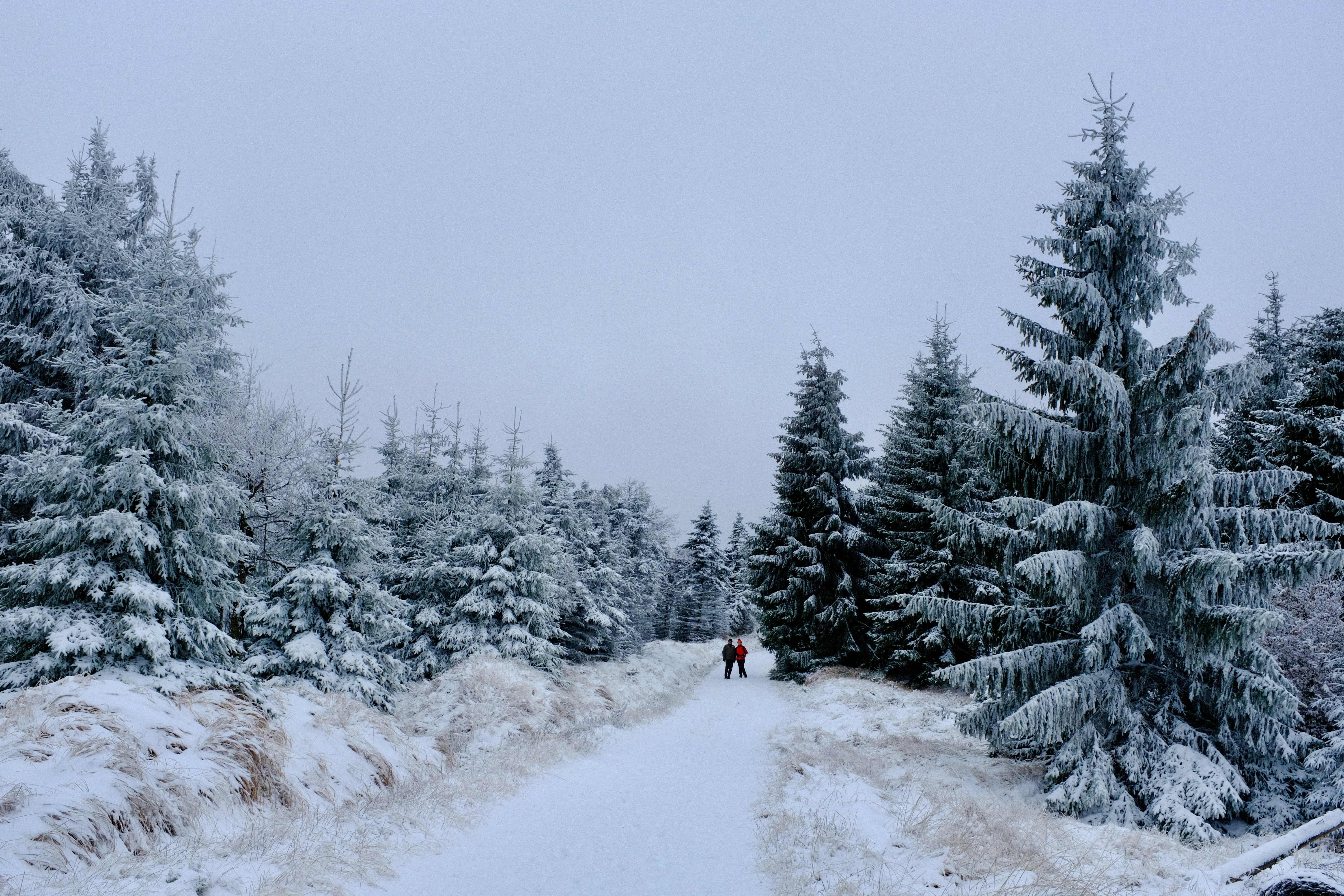 Snow-covered path through a pine forest with a lone figure in red hiking gear ahead. A minimal composition emphasizing quiet, cold landscape and the contrast of color against the white snow.