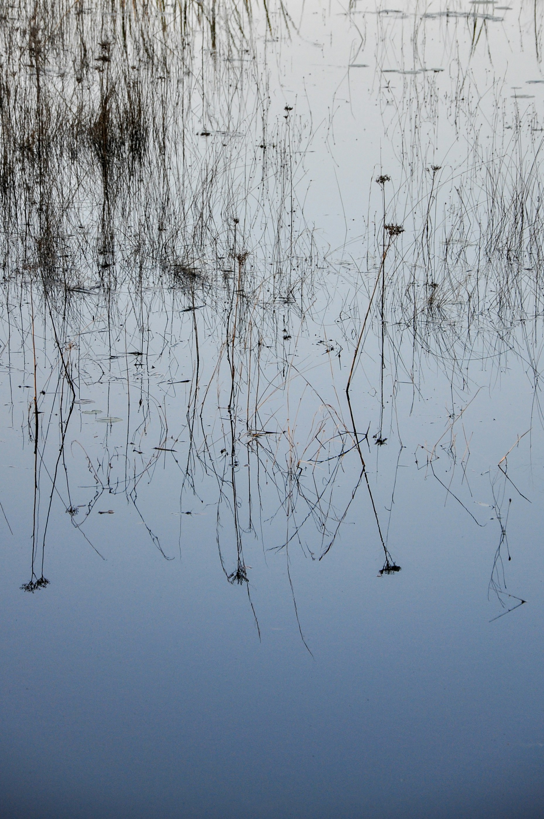 Echoes of Still Water: Sparse Reeds and Reflections