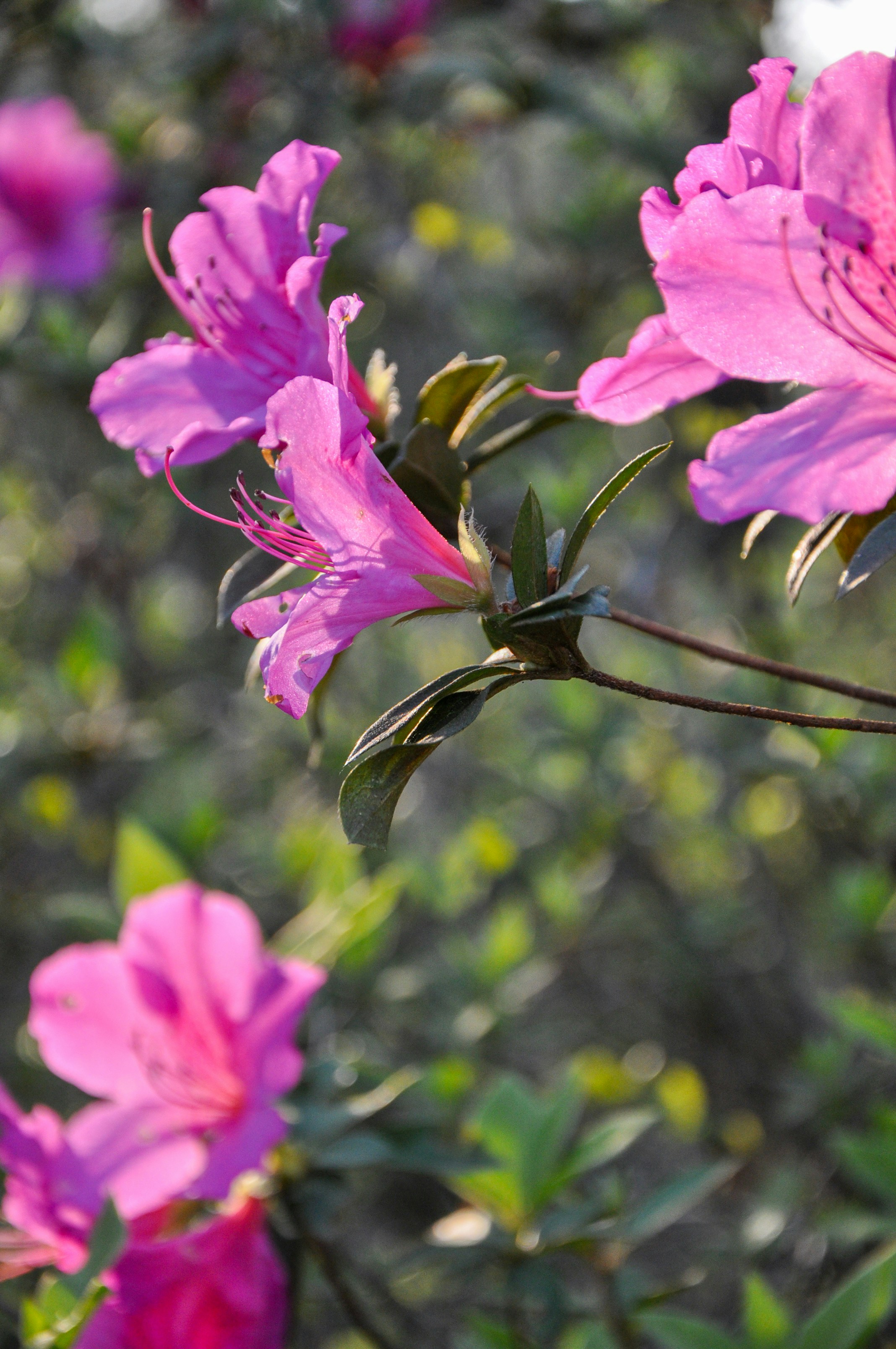 Pink Azalea in Focus: Delicate Bloom on a Sunlit Branch