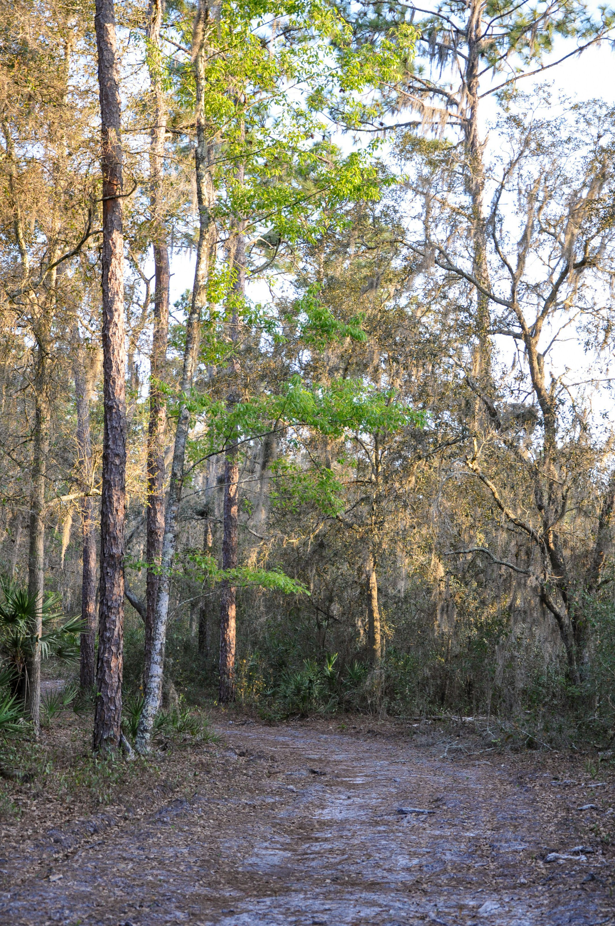Sunlit Path Through a Quiet Pine Forest