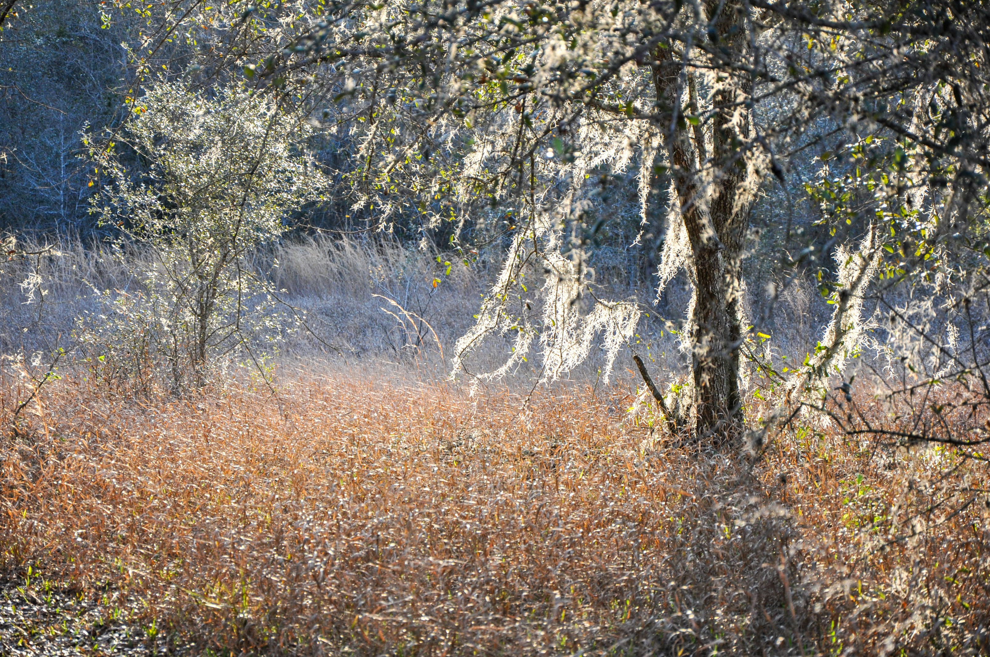 Meadow Morning Mist Among Bleached Bushes Under Dappled Light