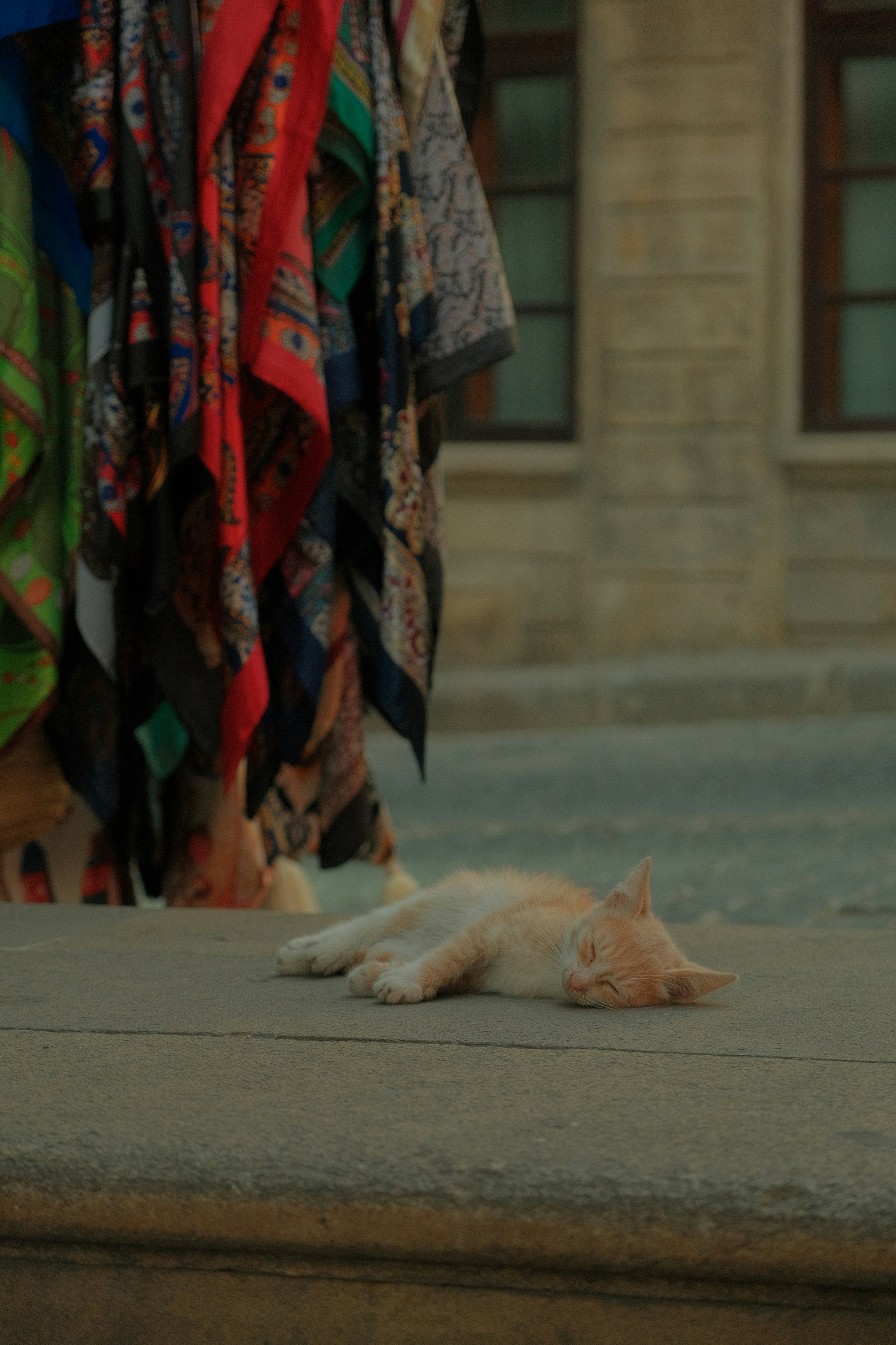 Sunlit Slumber on the City Stone