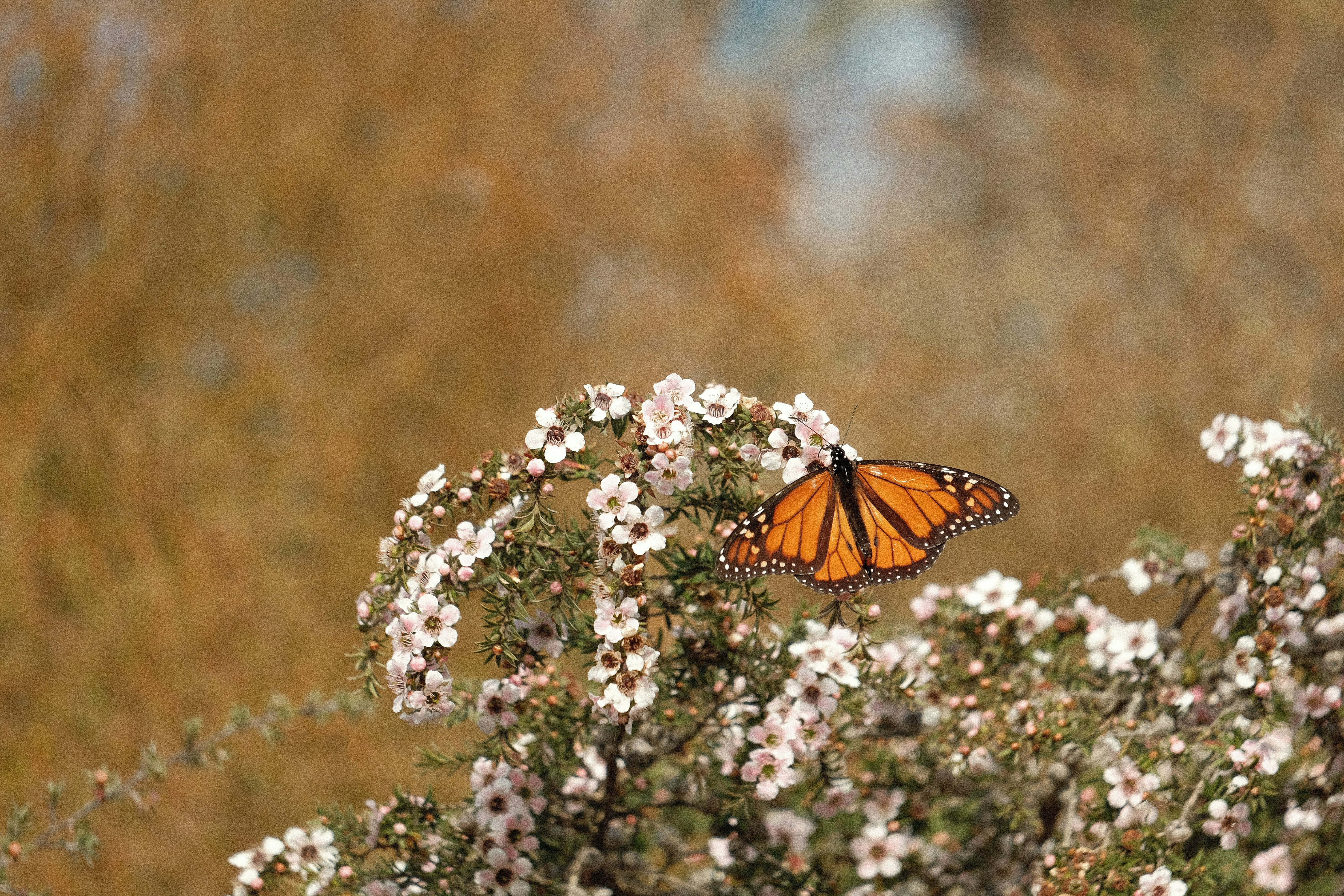 Monarch butterfly resting among white blossoms with a blurred autumnal backdrop, capturing a delicate moment in nature. This is a natural photograph with no added elements.