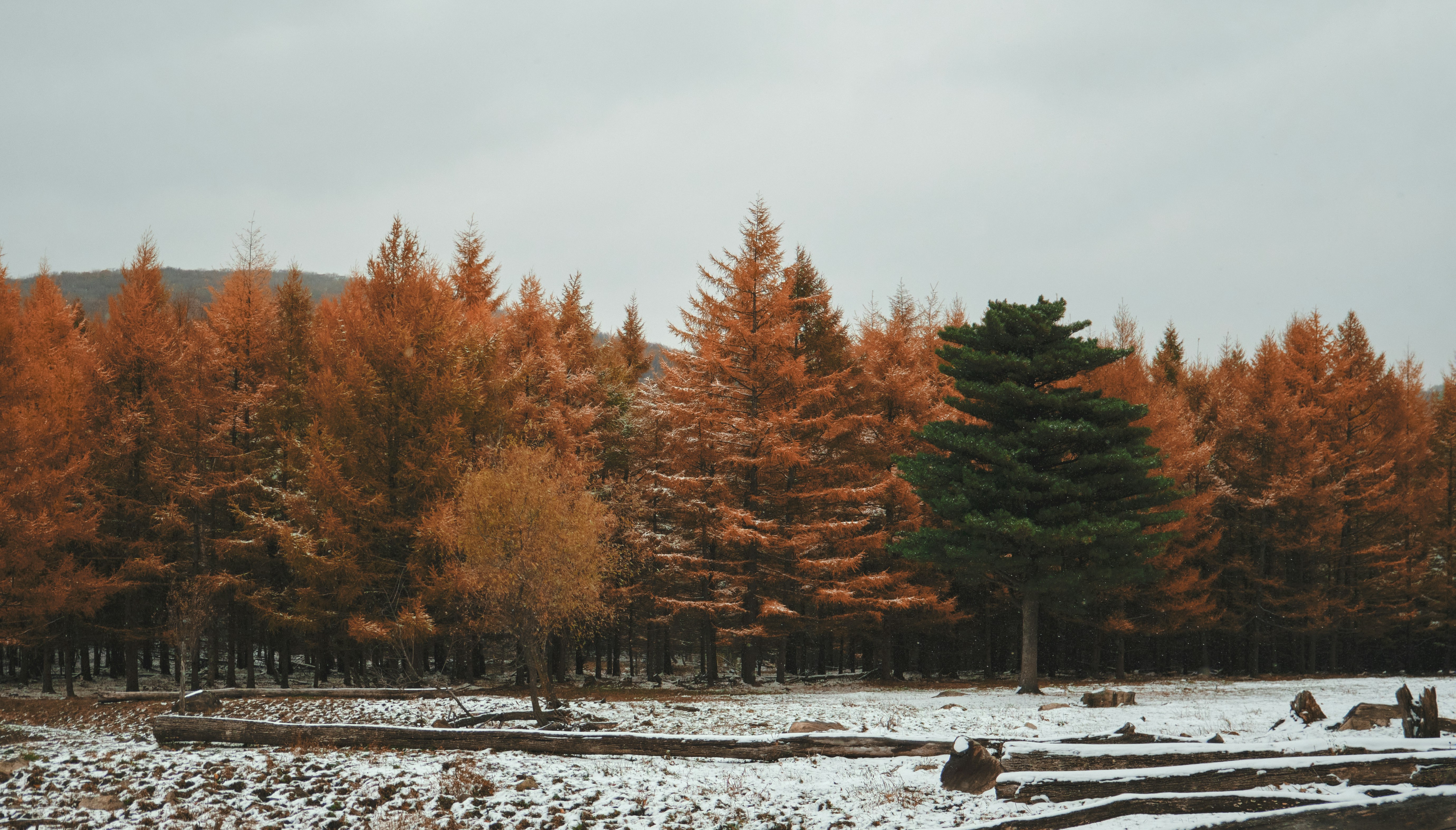 Autumnal trees in a snow-dusted landscape along a shoreline, with a lone evergreen standing among amber foliage; a tranquil woodland shoreline scene.