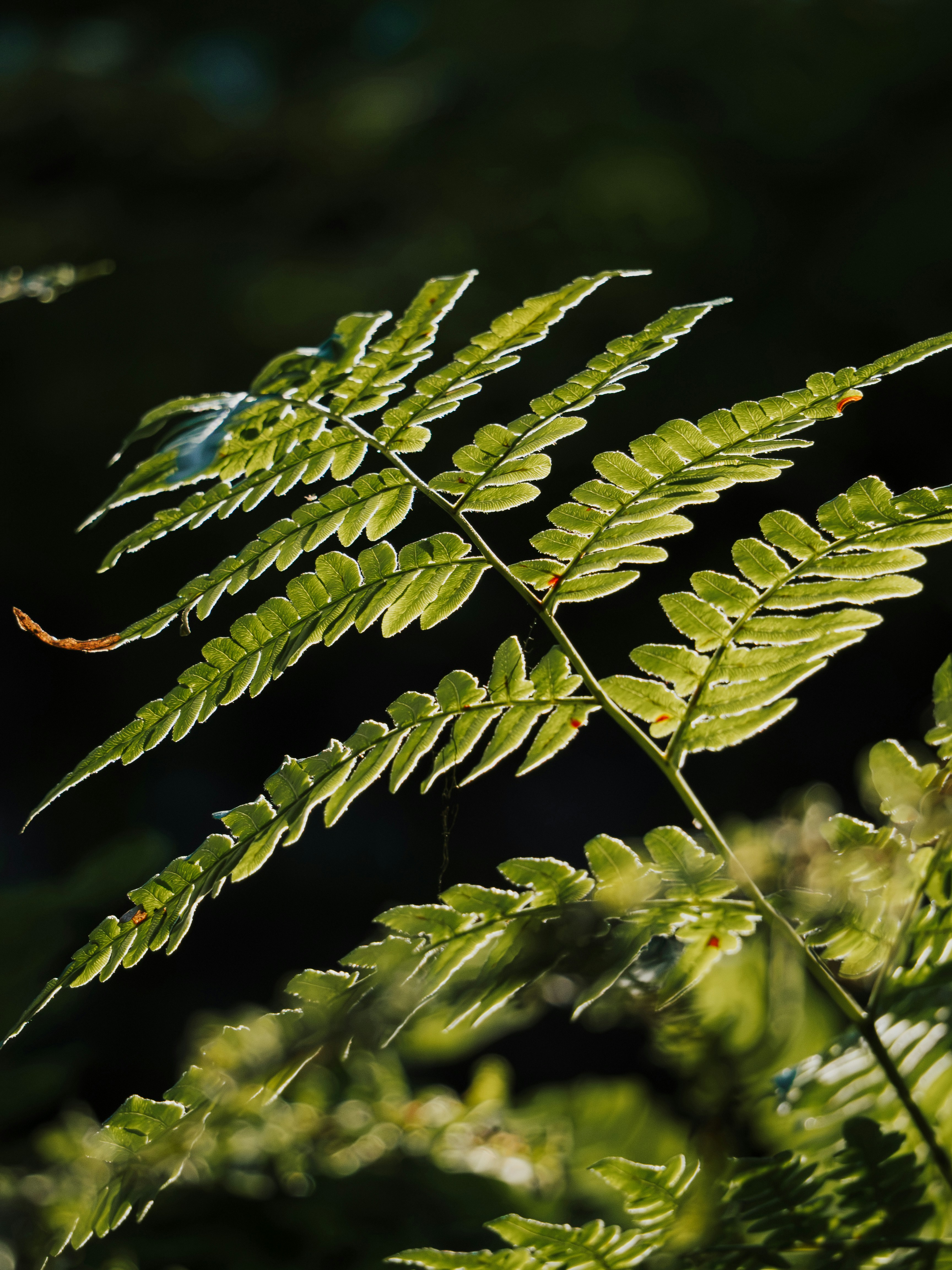 Sunlit Fern Fronds: A Quiet Meadow Portrait