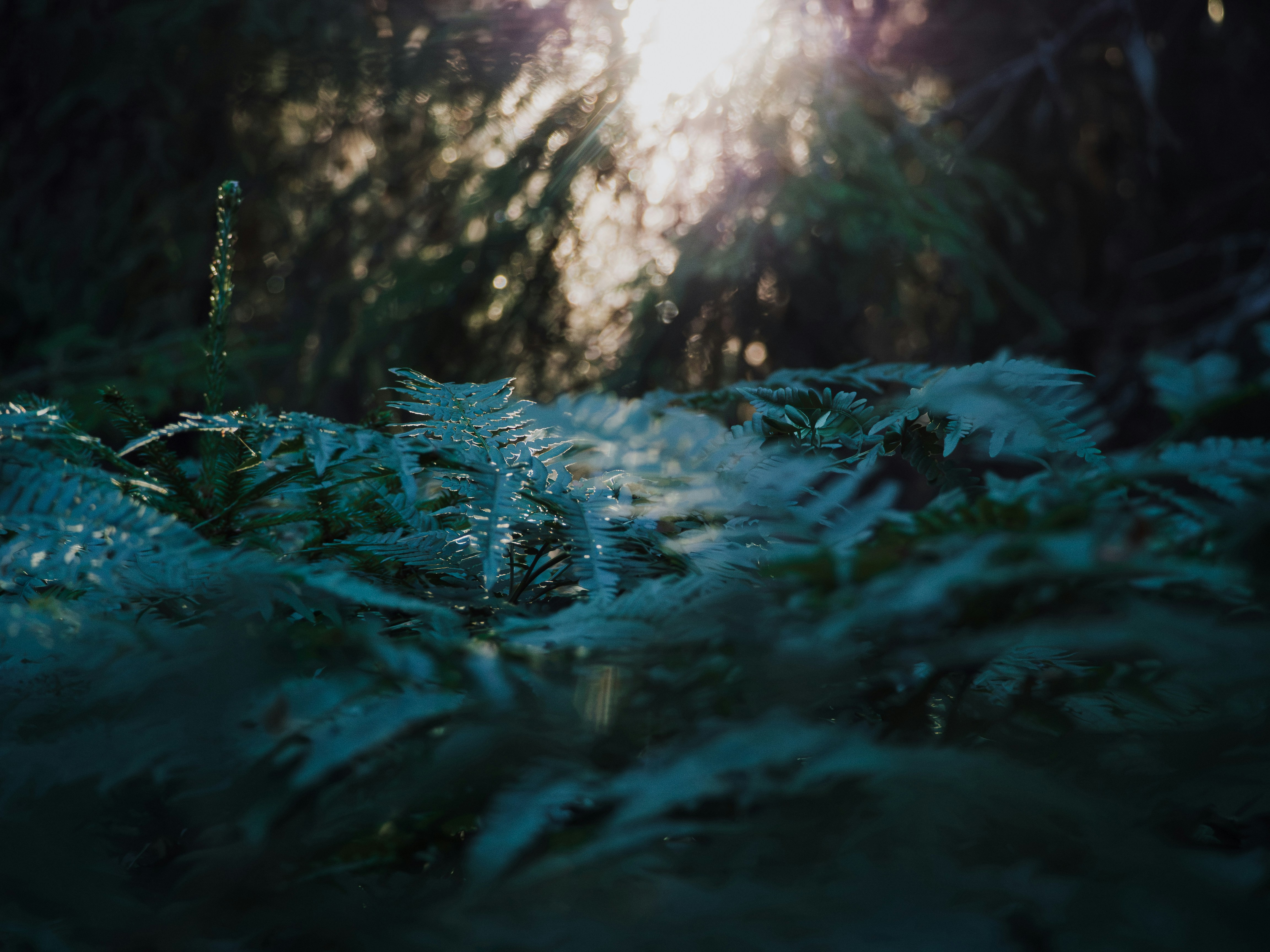 Dawn Breaks Through Ferns: Subtle Light in a Quiet Understory