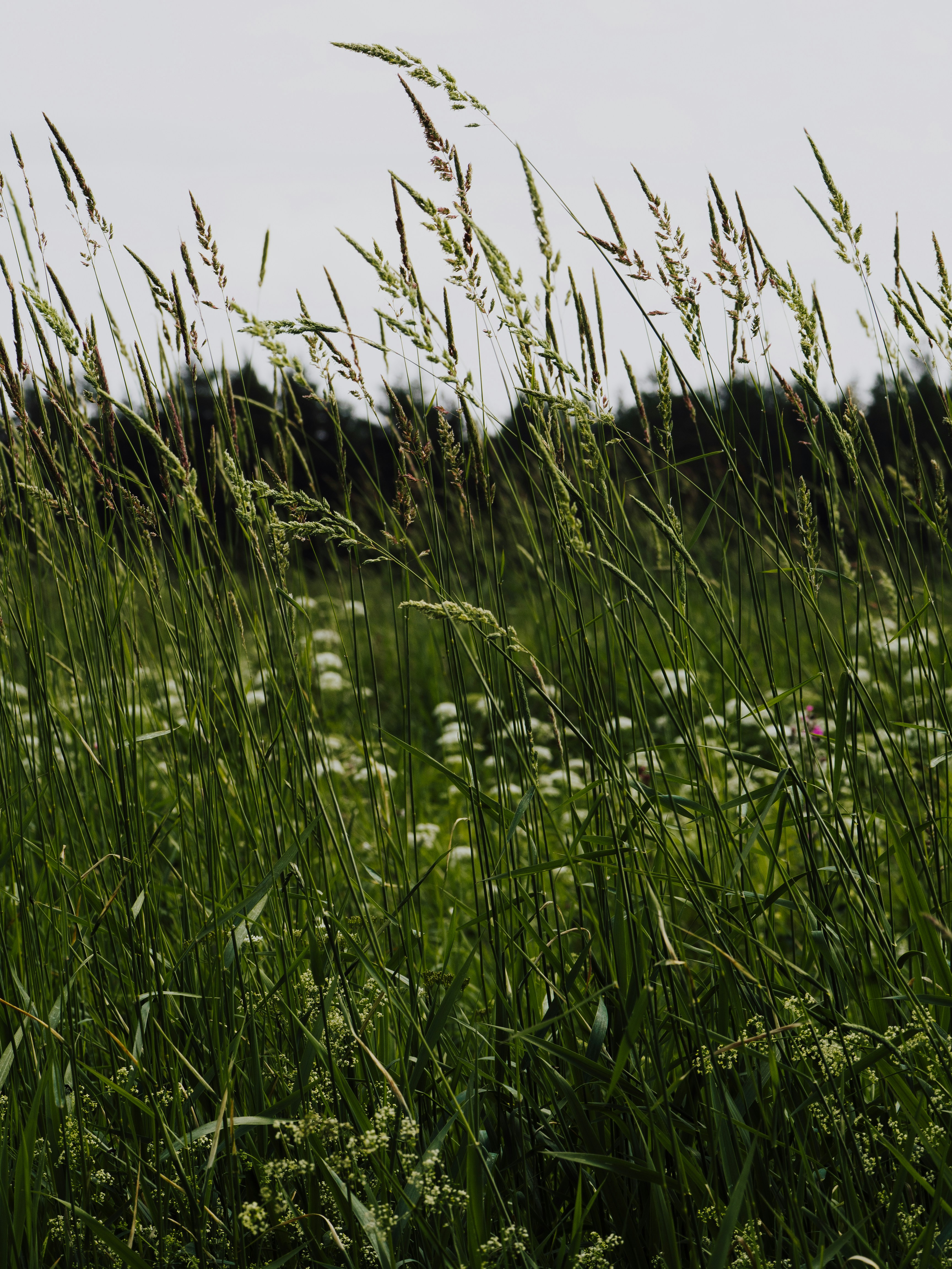 Field of Whispering Grasses at Dusk