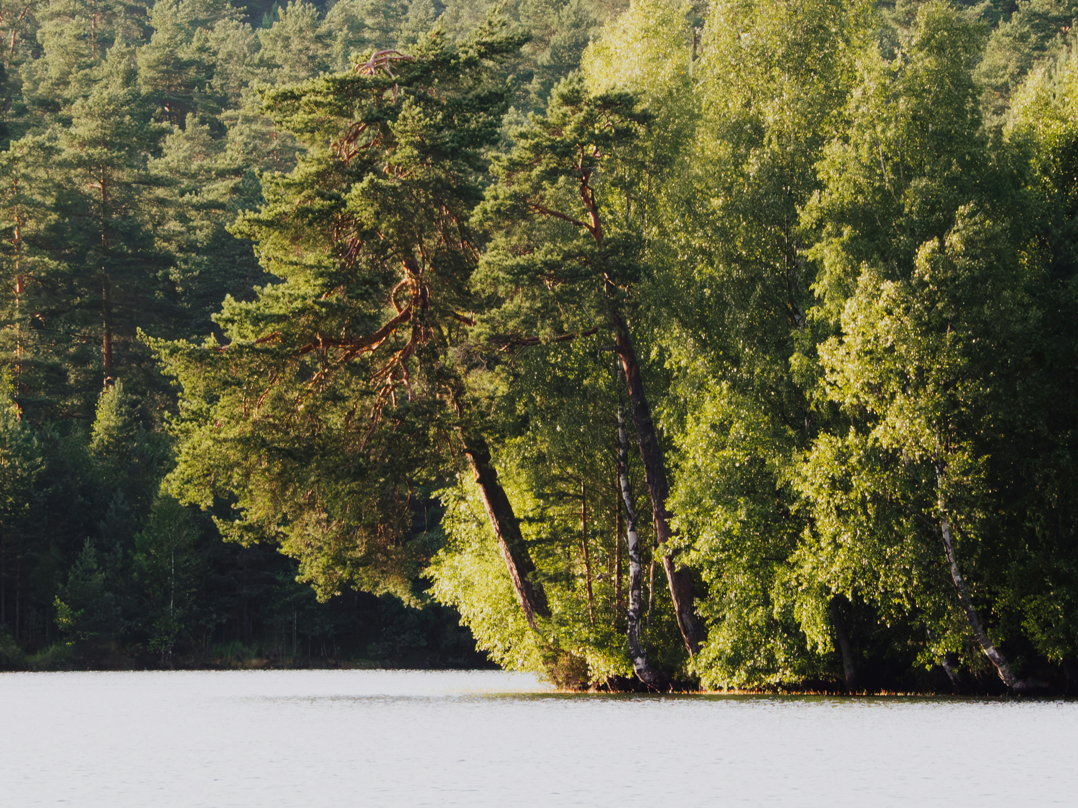 Sunlit Pines by a Quiet Lake